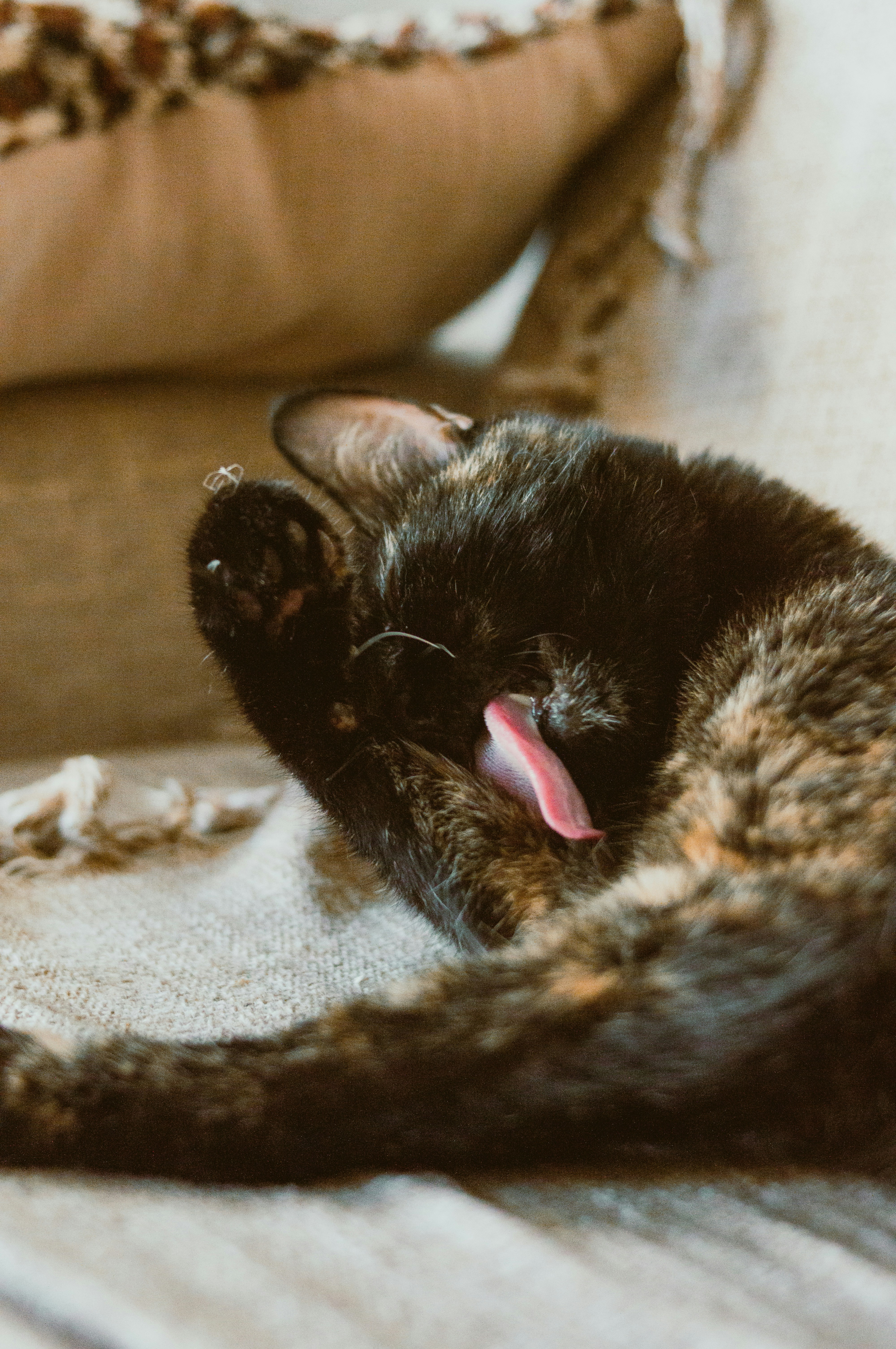 Lick of Midnight: A kitten's sleepy yawn on a sunlit couch