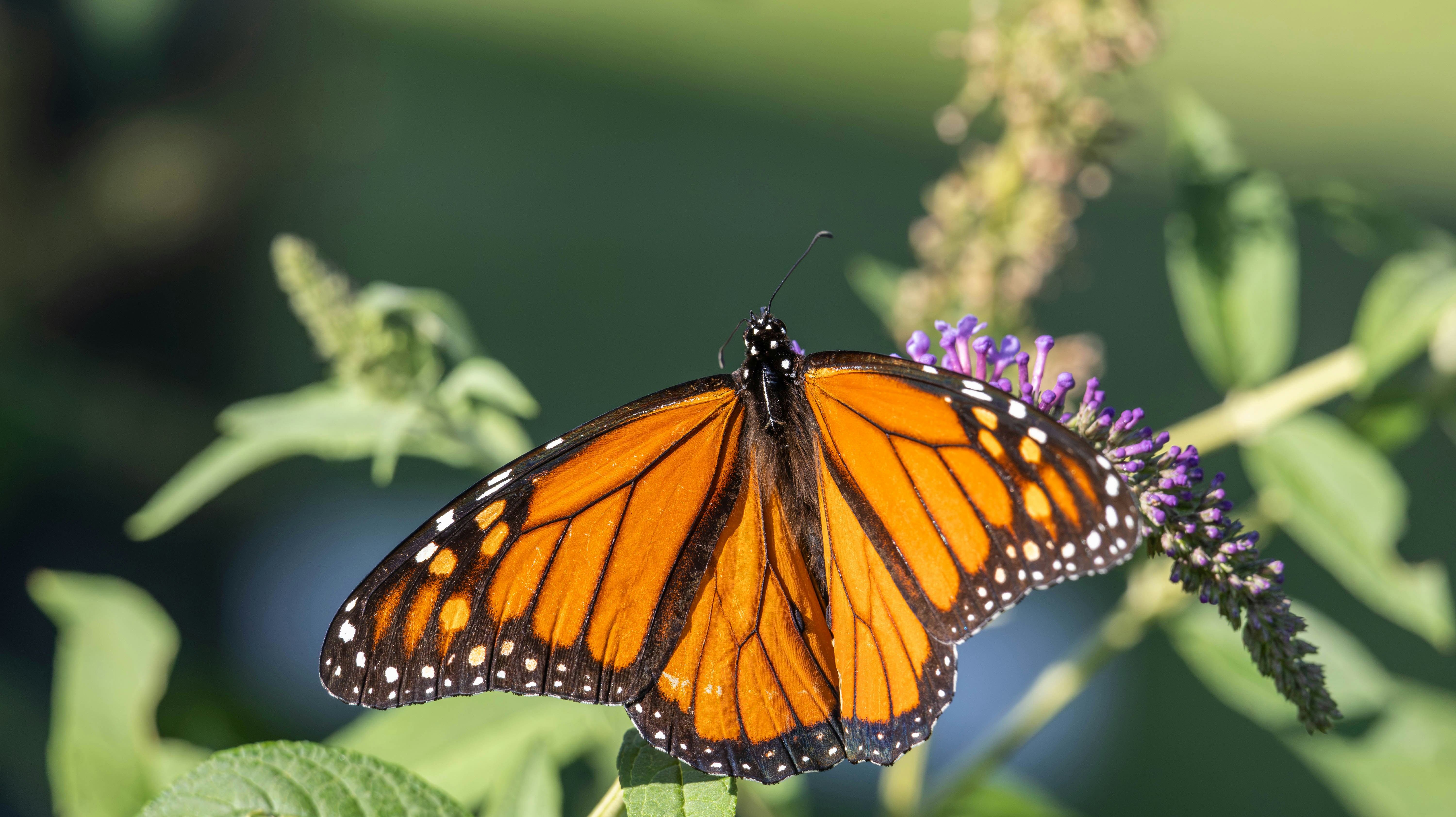 Vivid Monarch on a Quiet Bloom