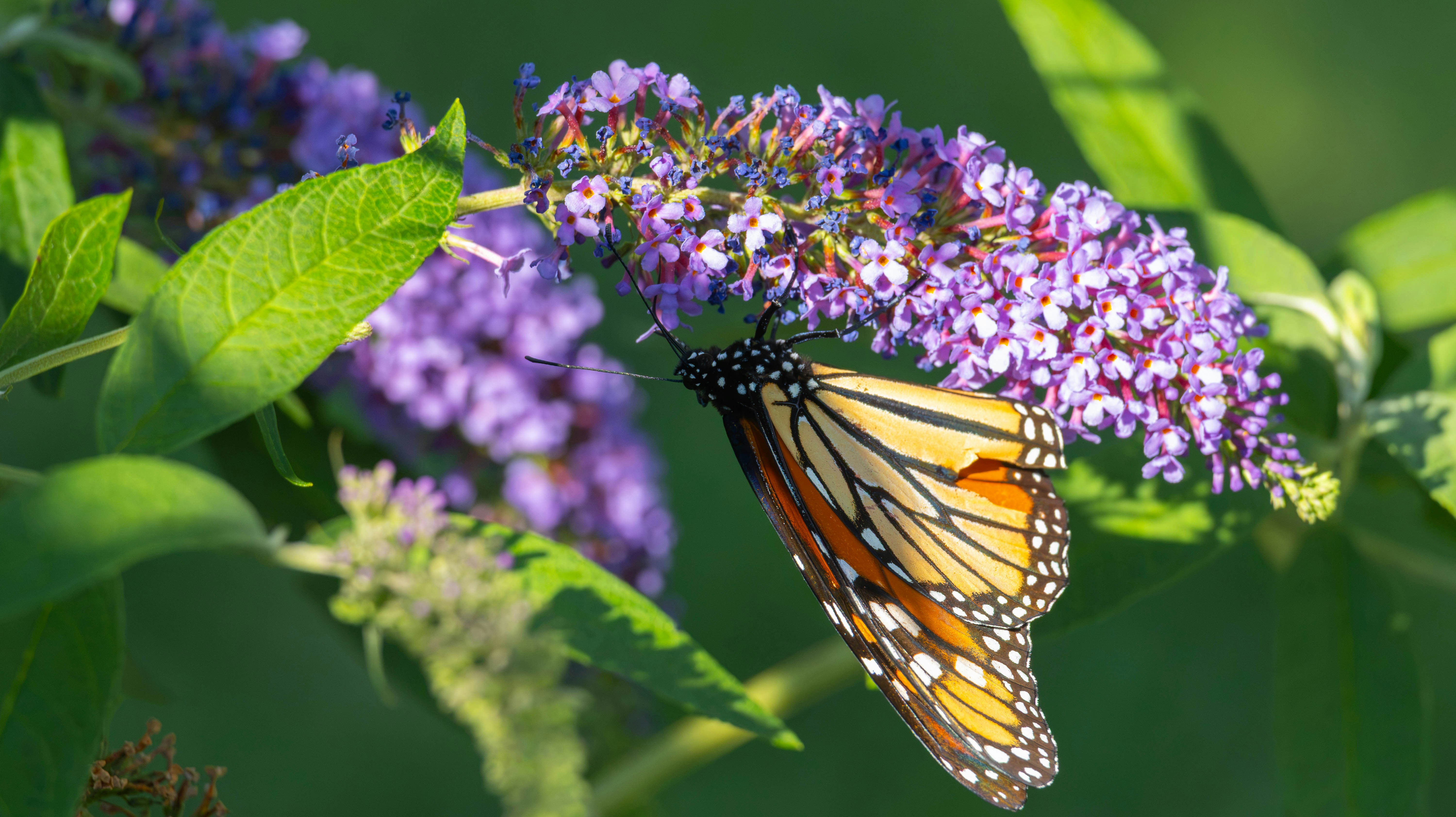 Monarch Resting on Purple Bloom