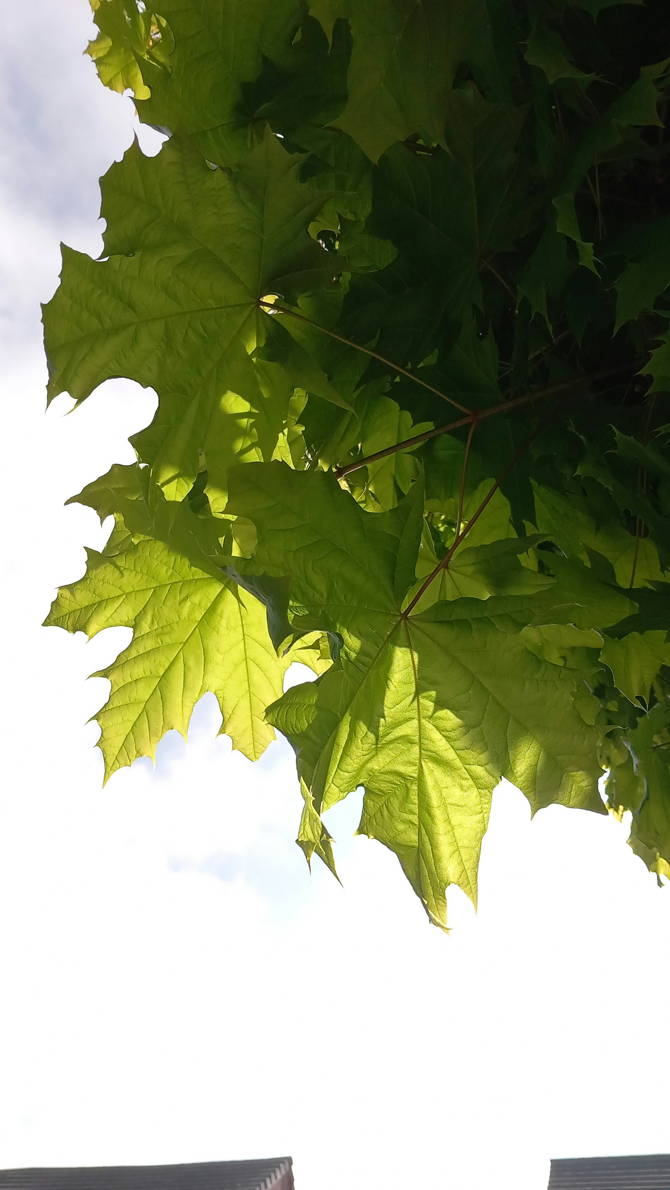 Sunlit Maple Cadence: Leaves Illuminated Against a Clear Sky