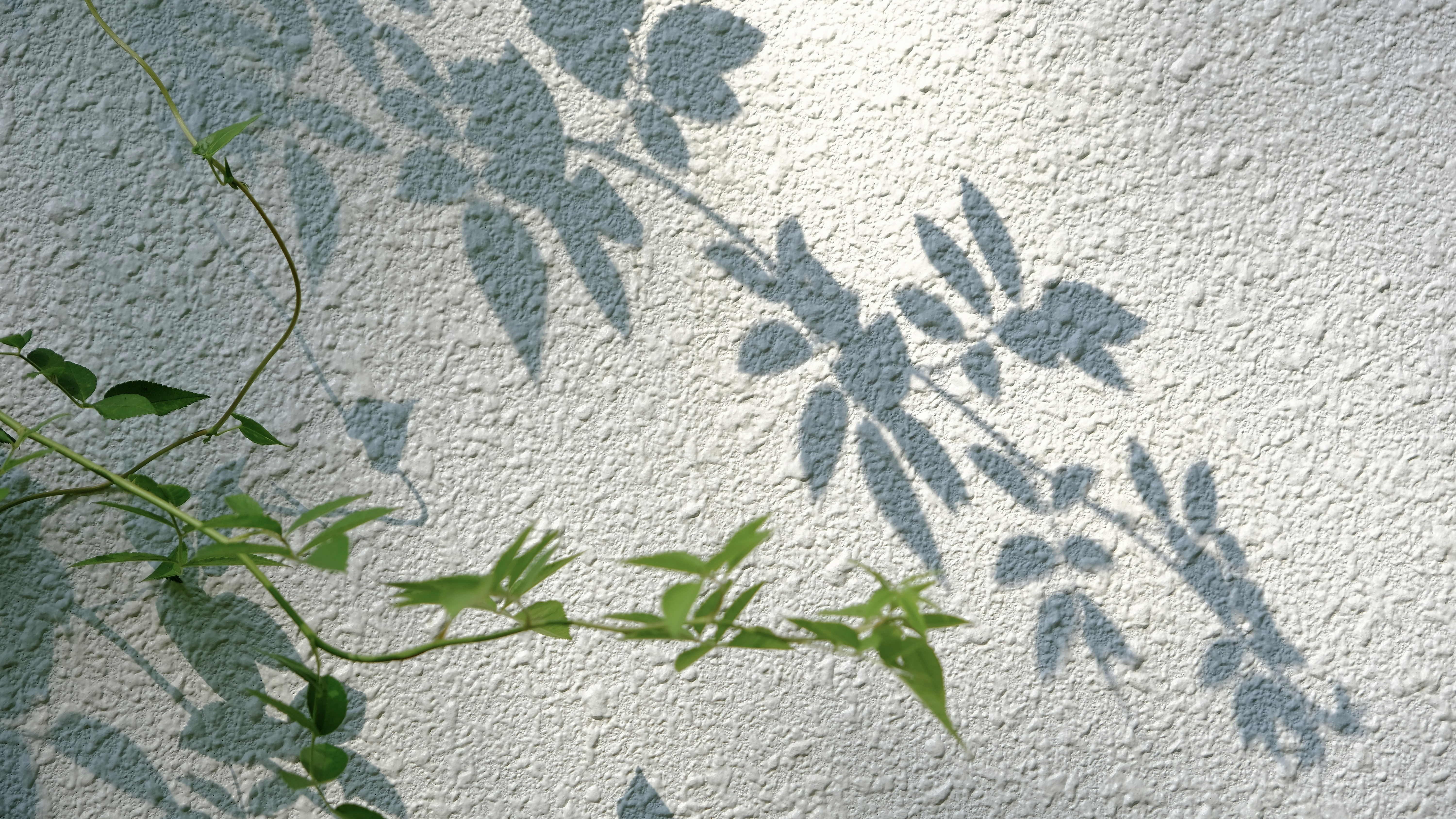 Shadowed Vine Silhouette on Textured Wall