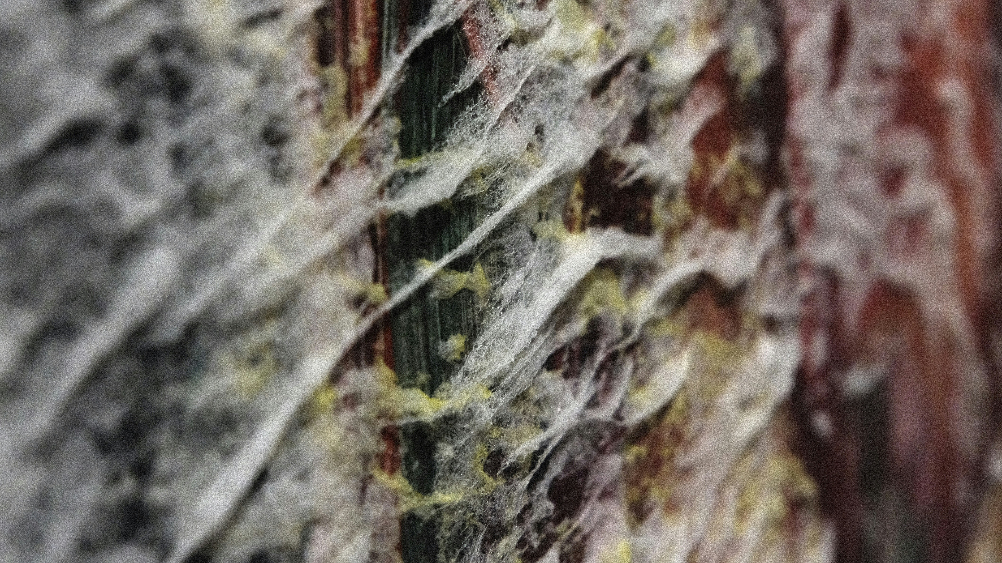 Frosted Threadwork: A Close-Up of Ice-Rimed Veins on Weathered Surface