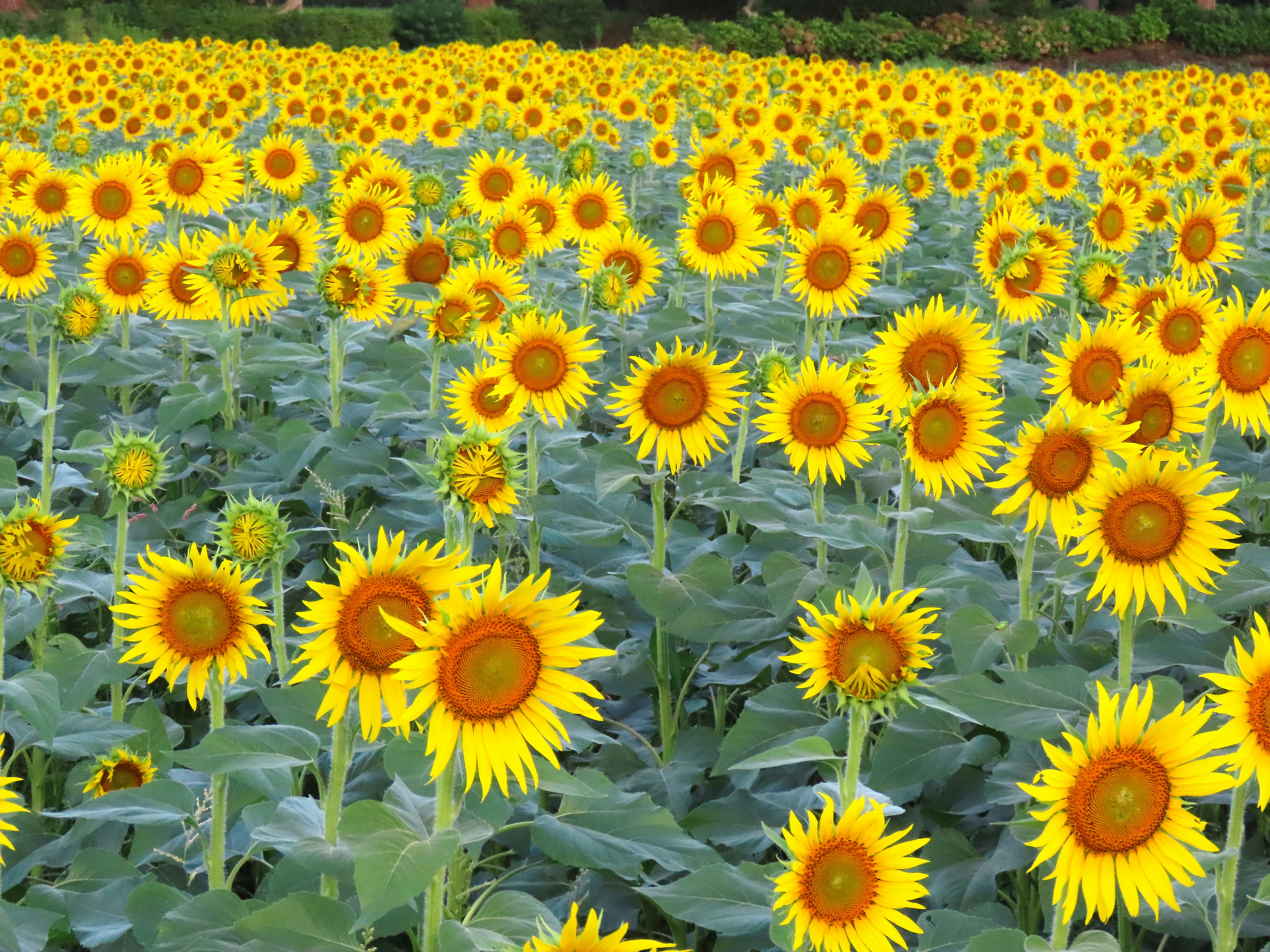Sunlit Sea of Sunflowers: A Field in Golden Motion