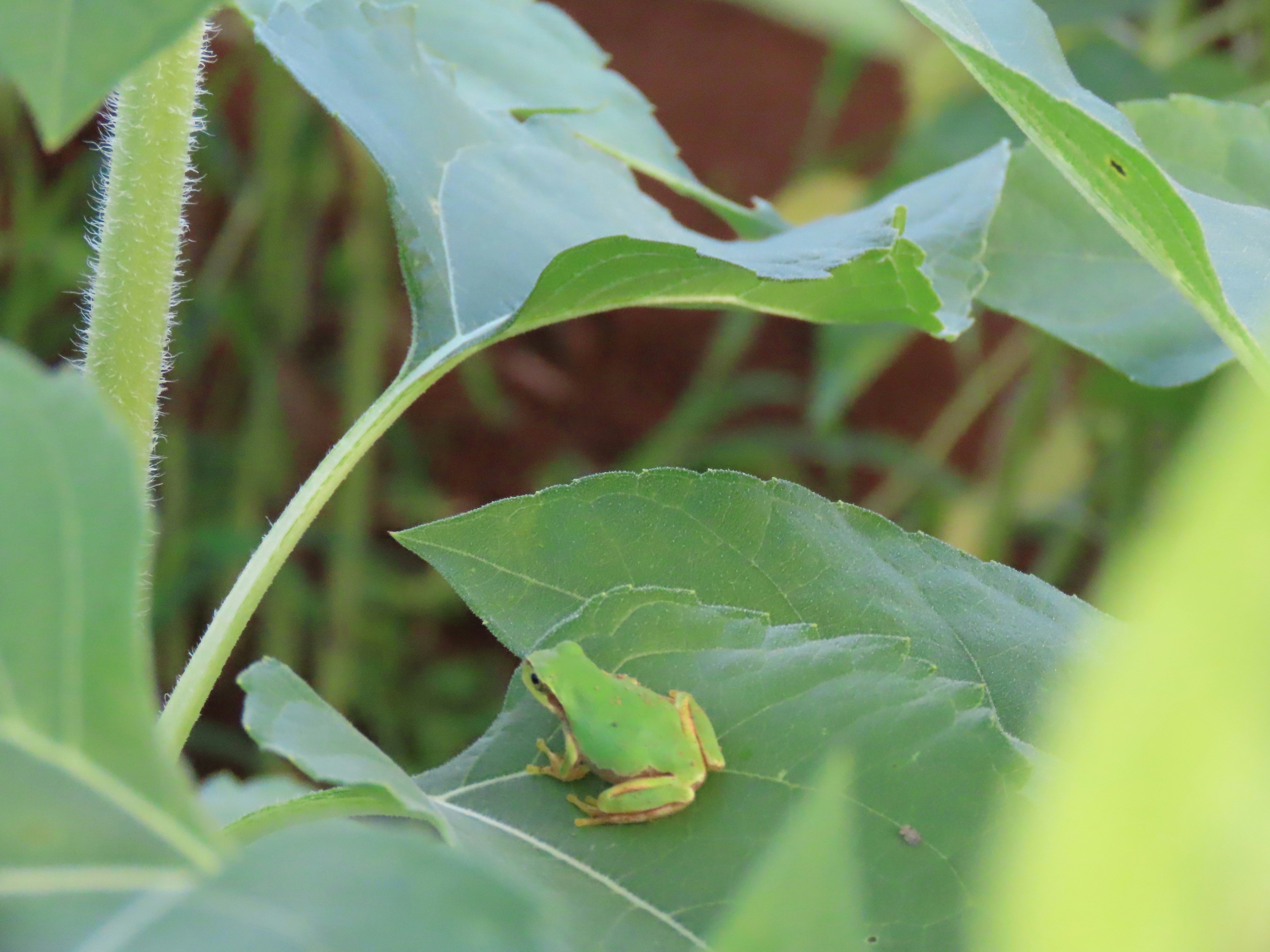 Tiny Green Messenger: A Frog Perched Amid Broad Leaves