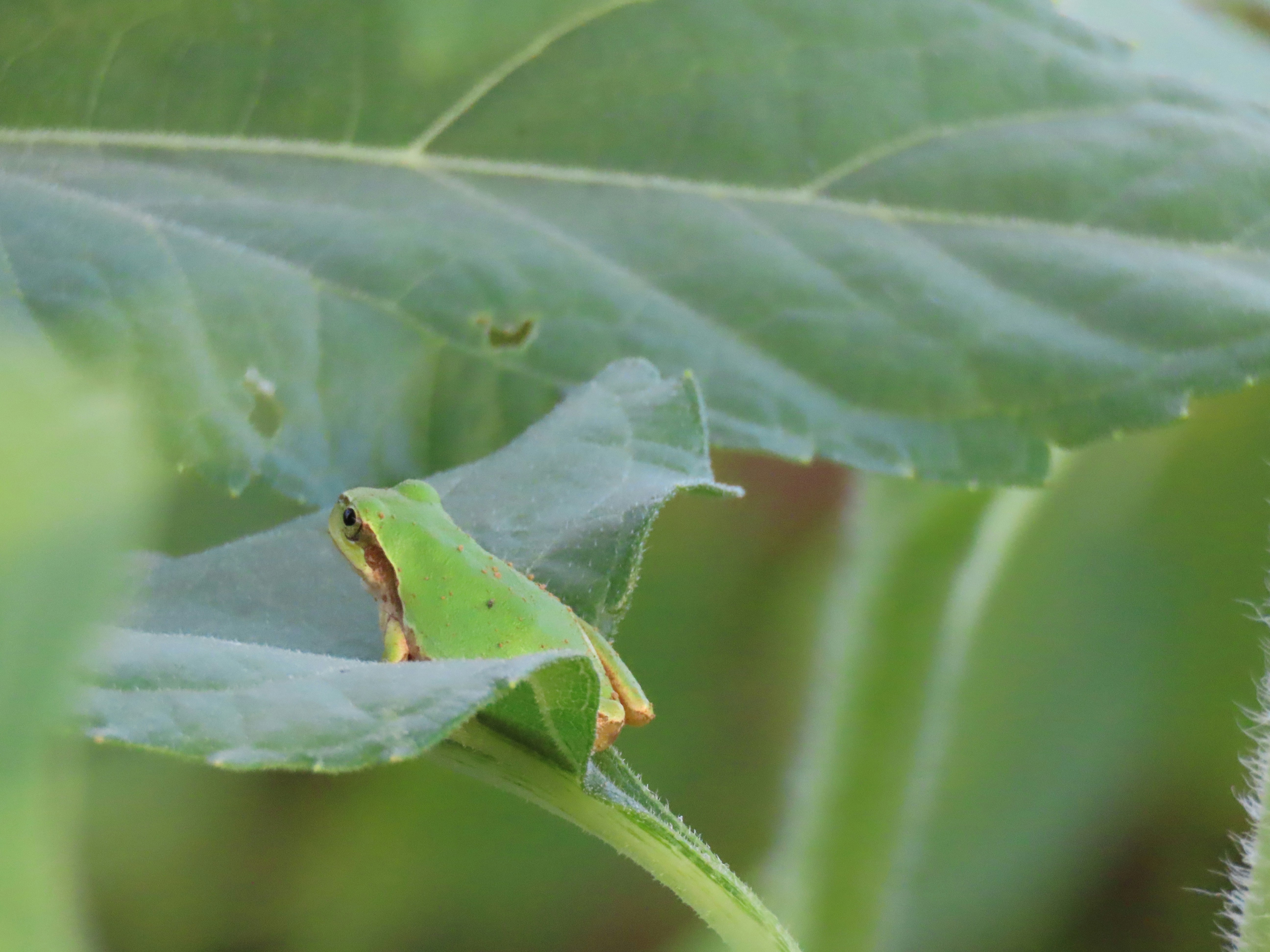Emerald Tree Frog Peeking from a Leaf