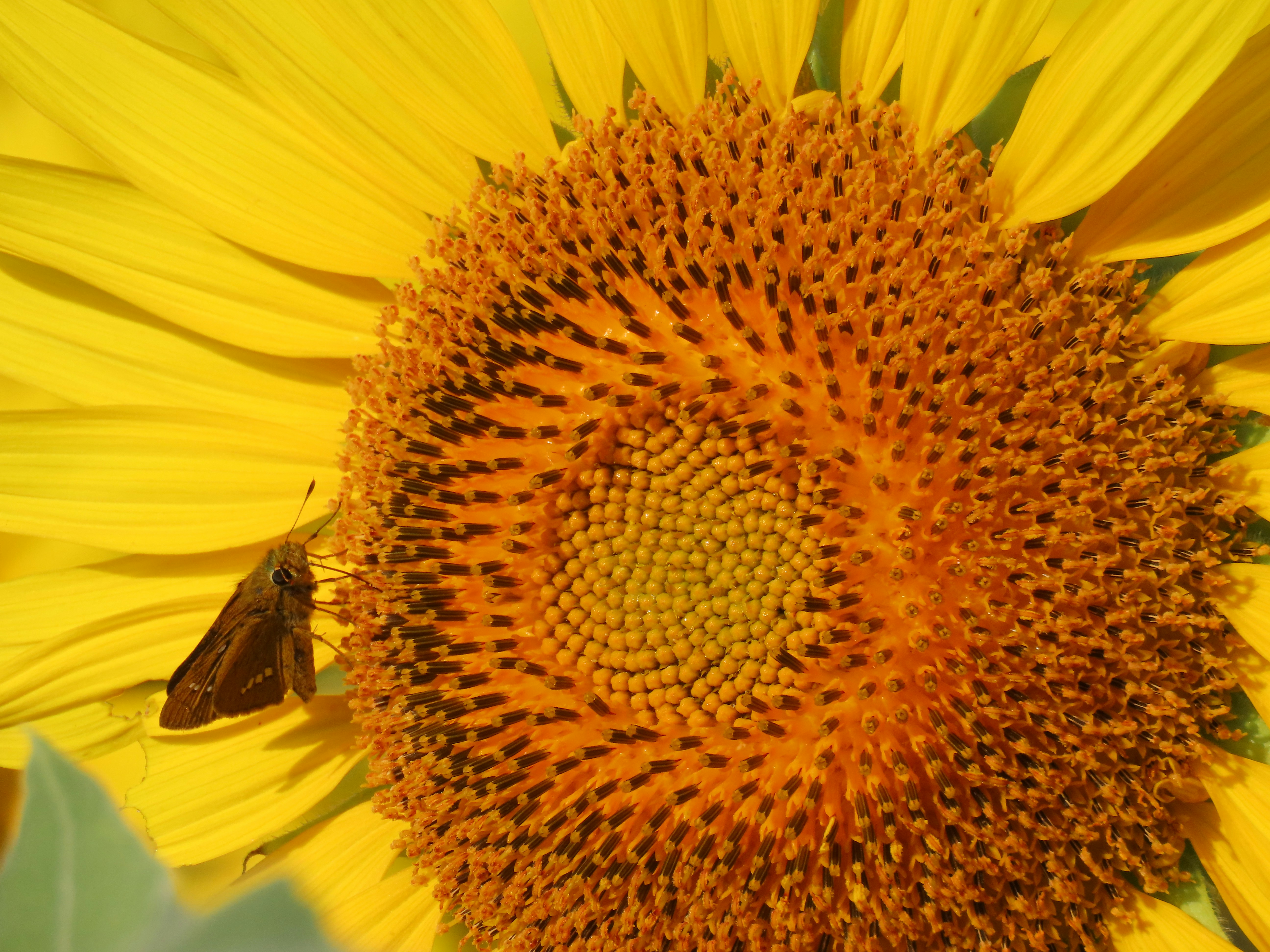 Sunlit Center: a Yellow Blossom with a Busy Insect