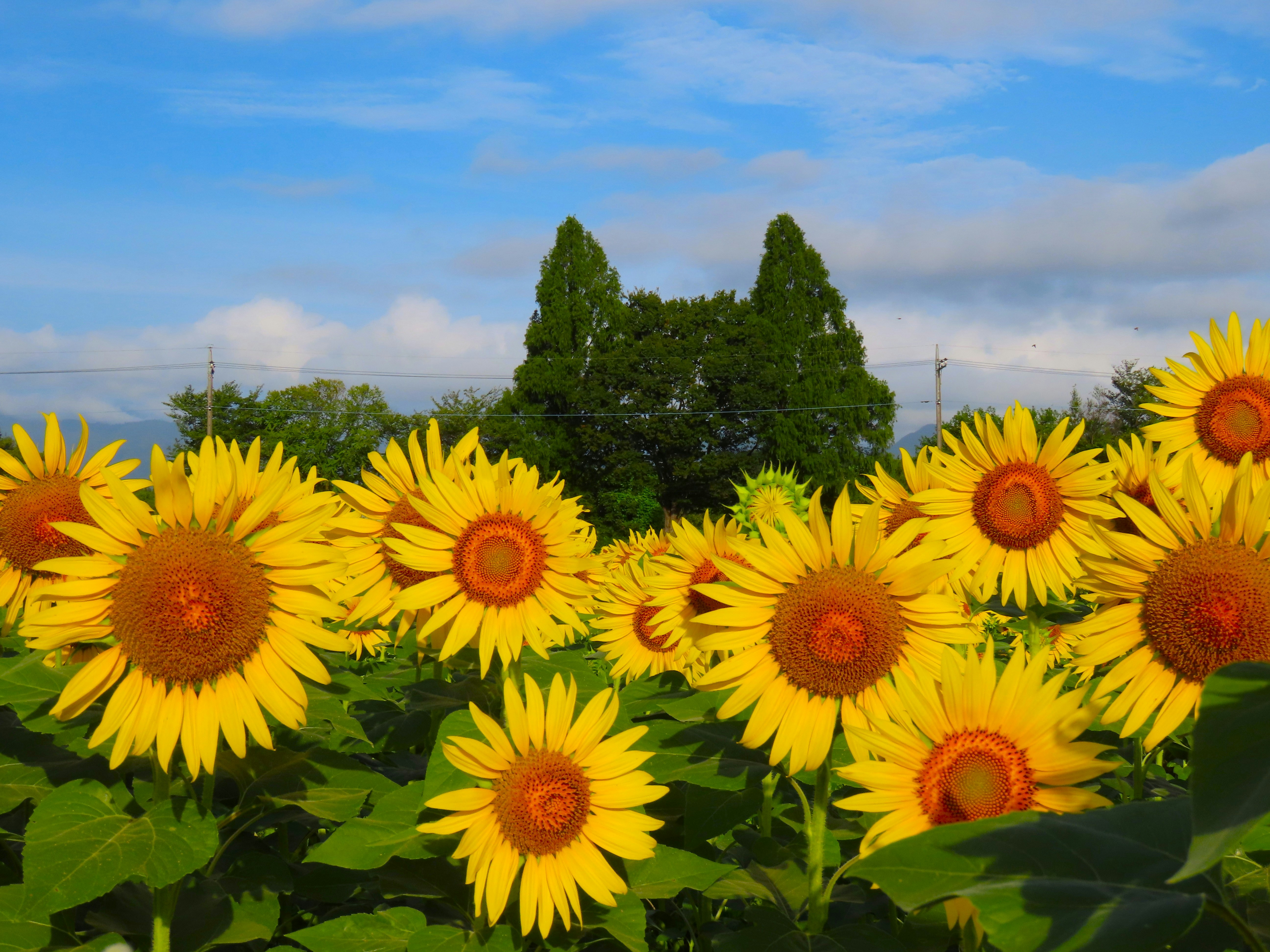 Sunlit Gold: A Field of Dancing Sunflowers