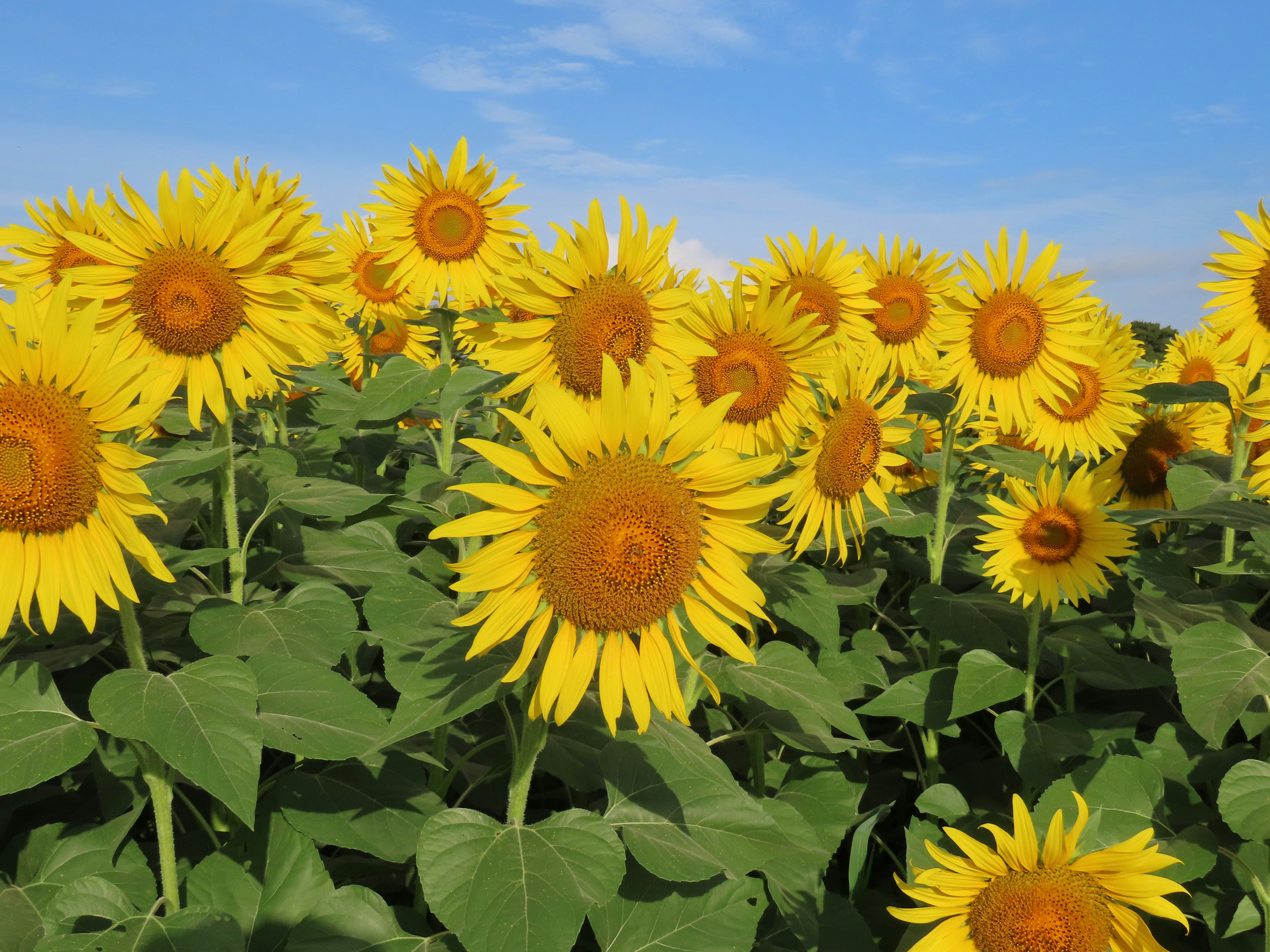 Sunlit Faces: A Sea of Golden Heliodor in Full Bloom