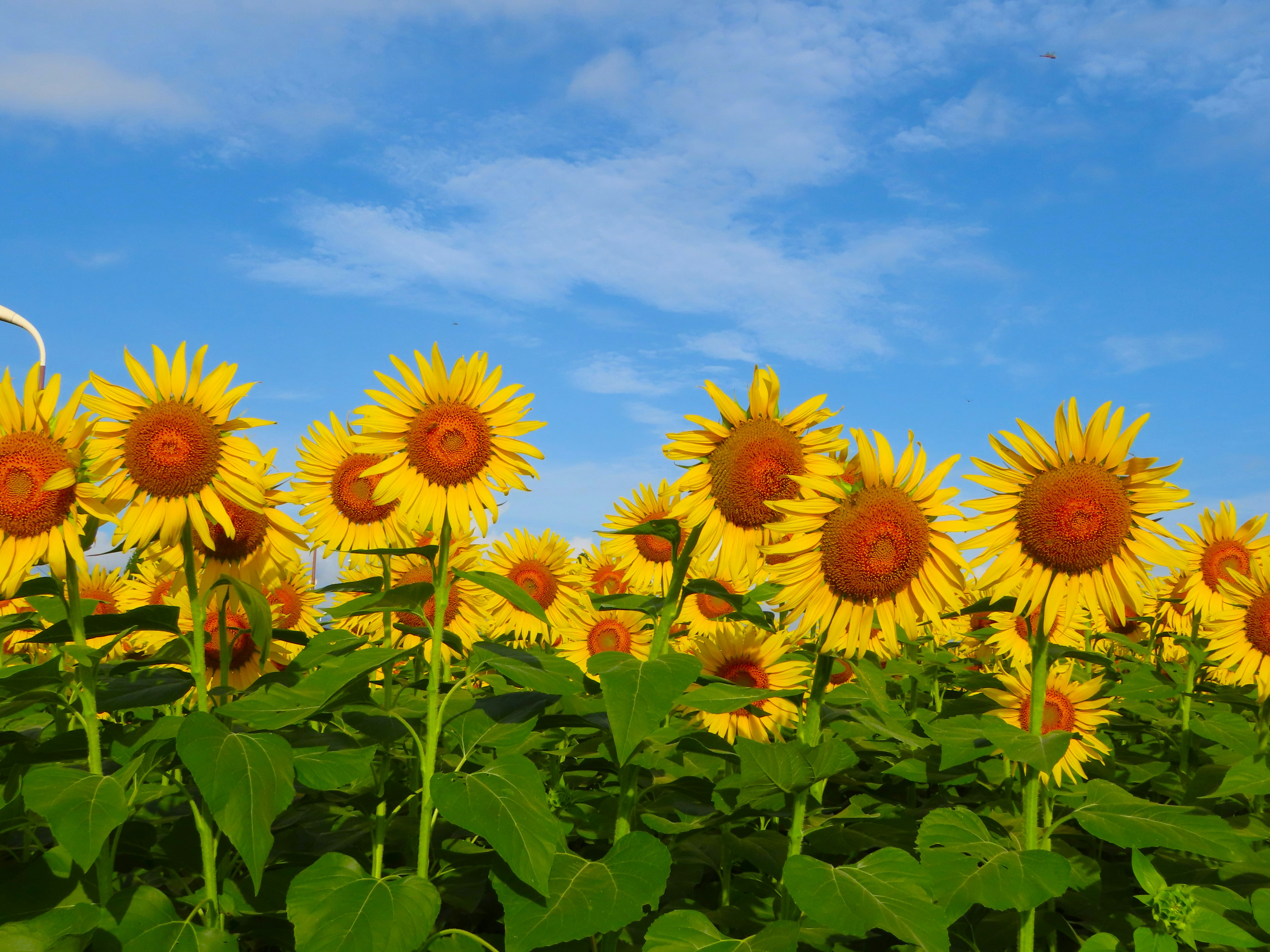 Field of Sun-Kissed Yellow: A Banner of Blooms Under Open Sky