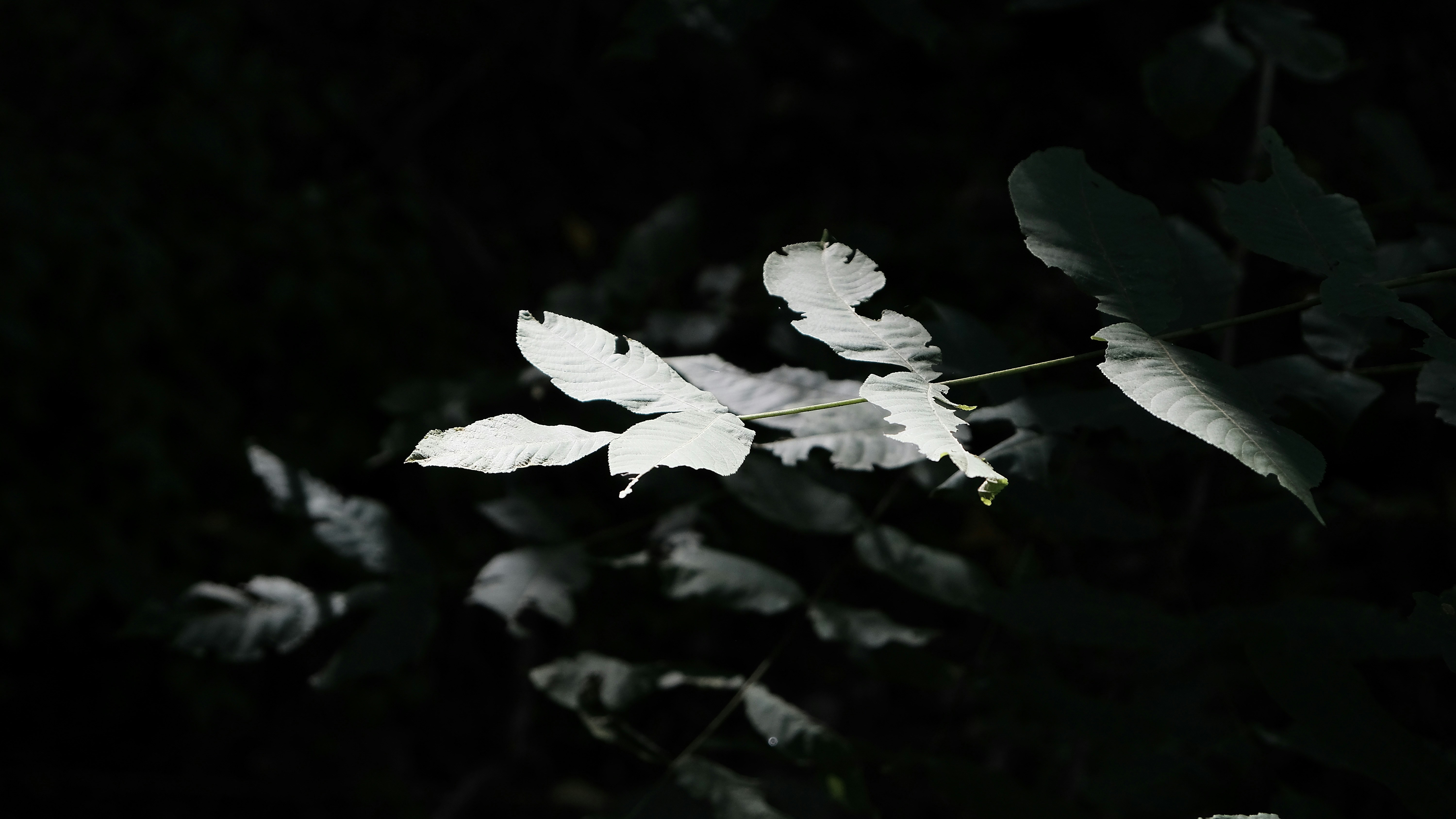Luminous Leaf in a Shadowed Canopy