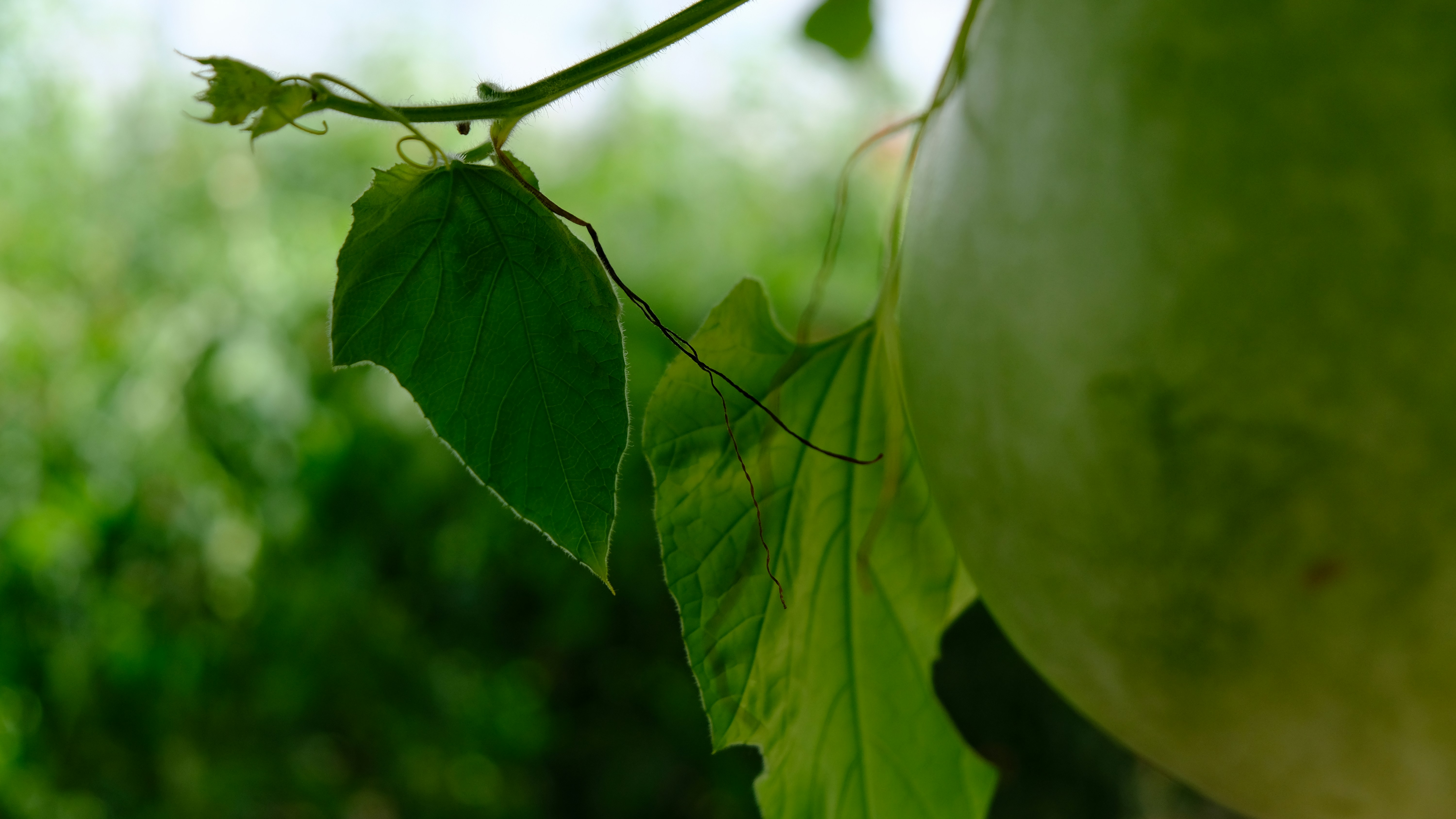 Green Vein of a Melon with a Twining Vine