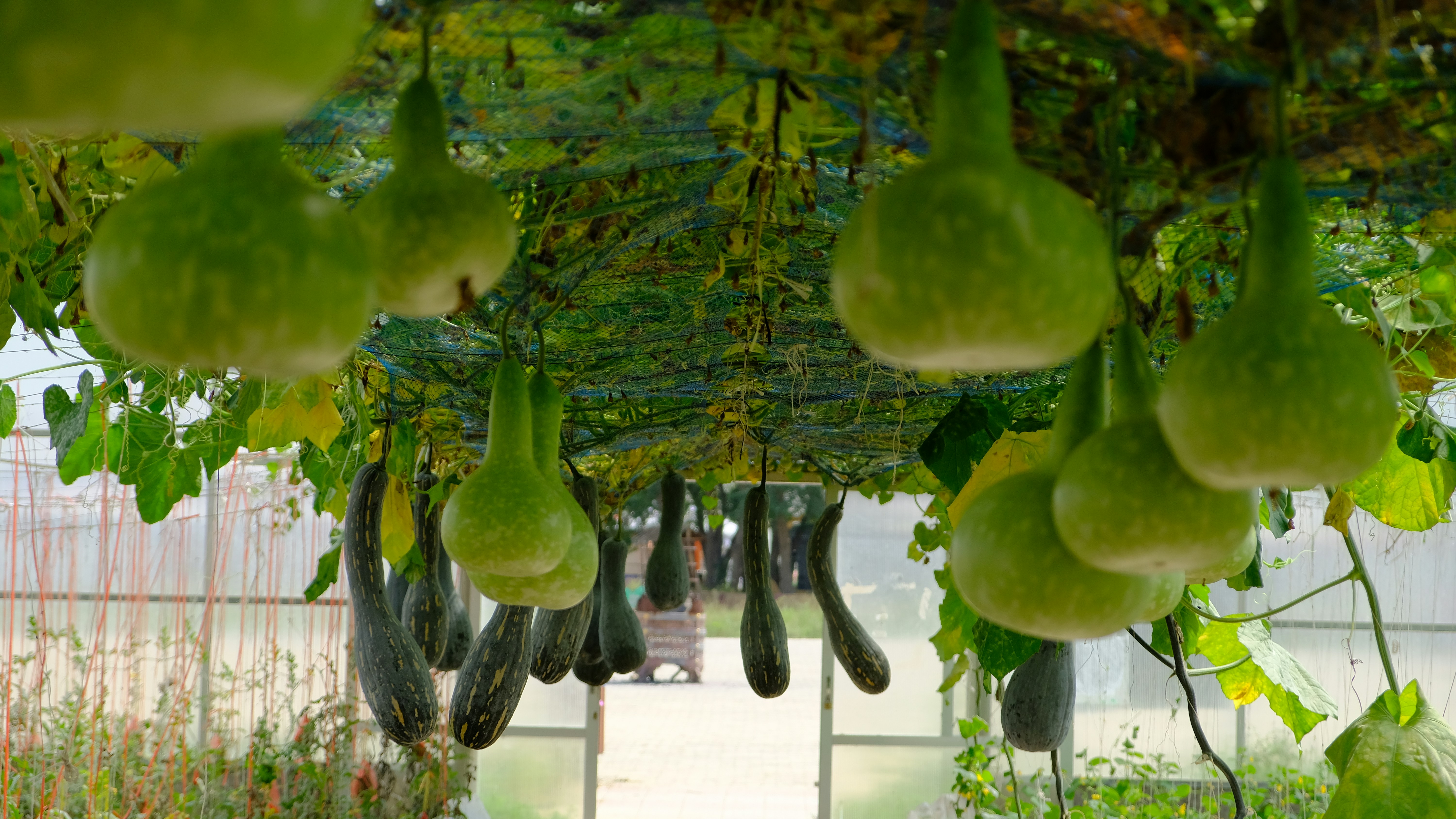 Hanging Gourds Over a Greenhouse Walkway