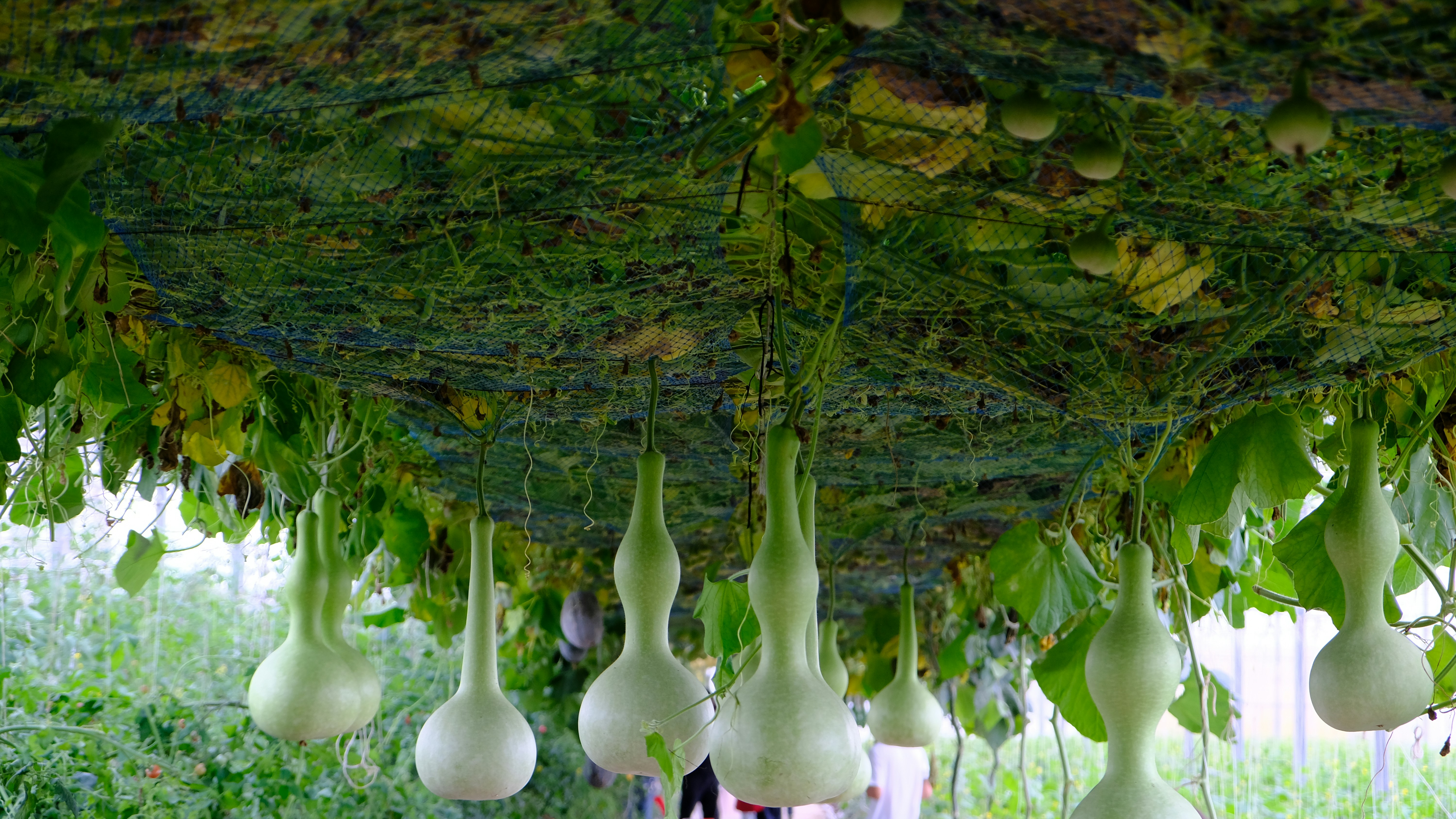 Greenhouse Pears: A Hanging Harvest Under Dense Canopy