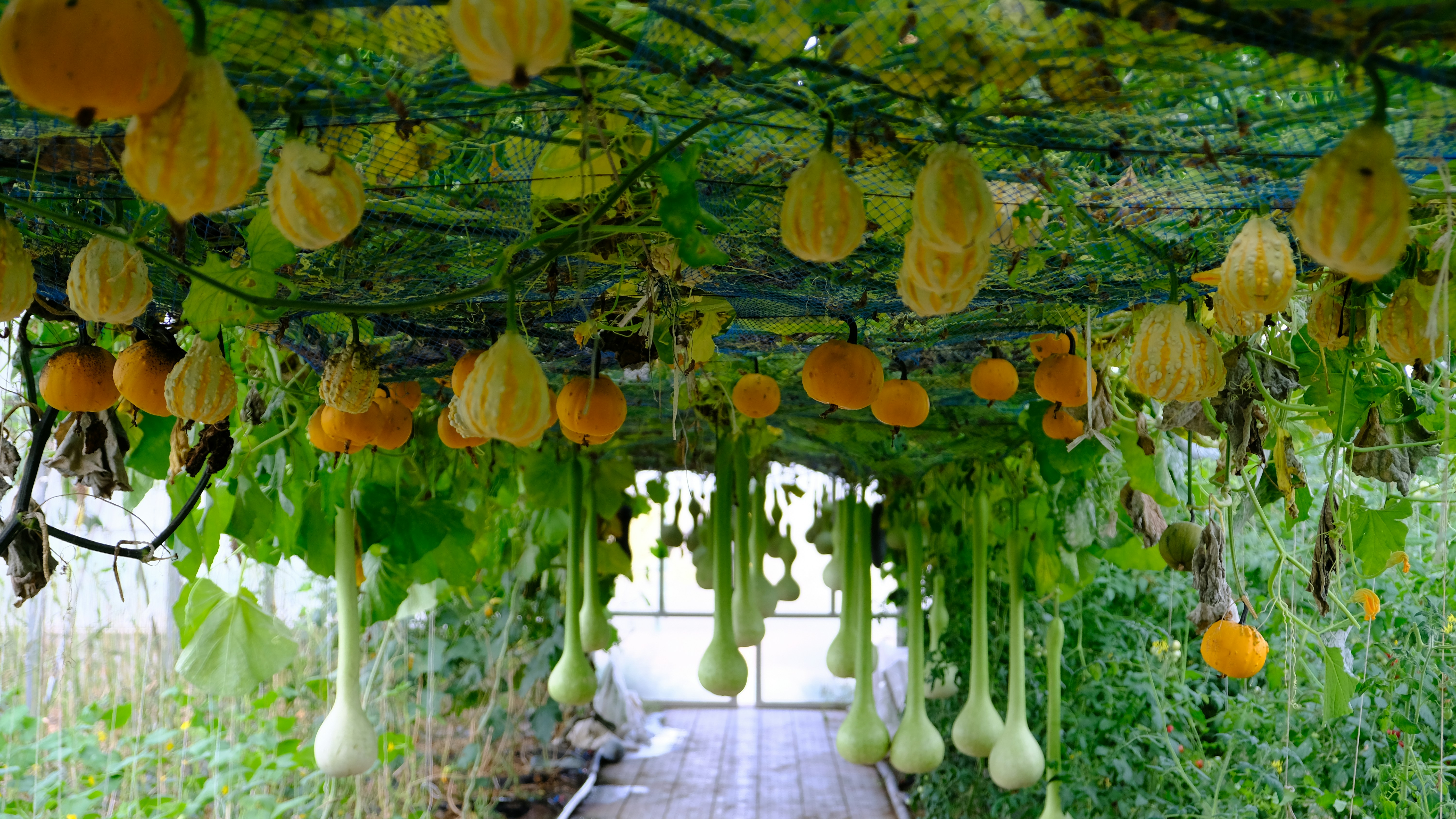 Orchard of Lantern Gourds: A Tangle of Hanging Harvests