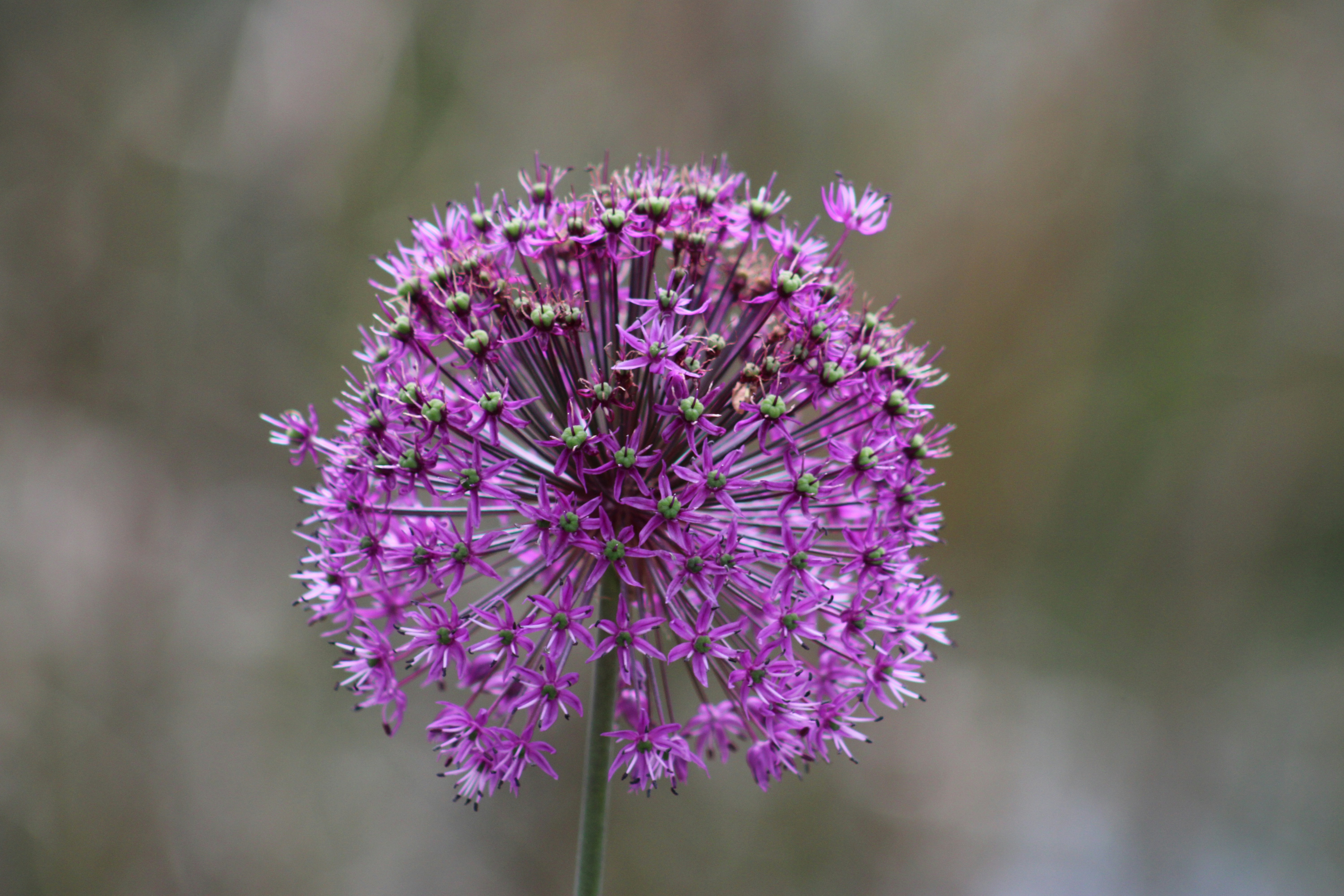Allium Crown in Focus: A Close-Up of Purple Spherical Bloom
