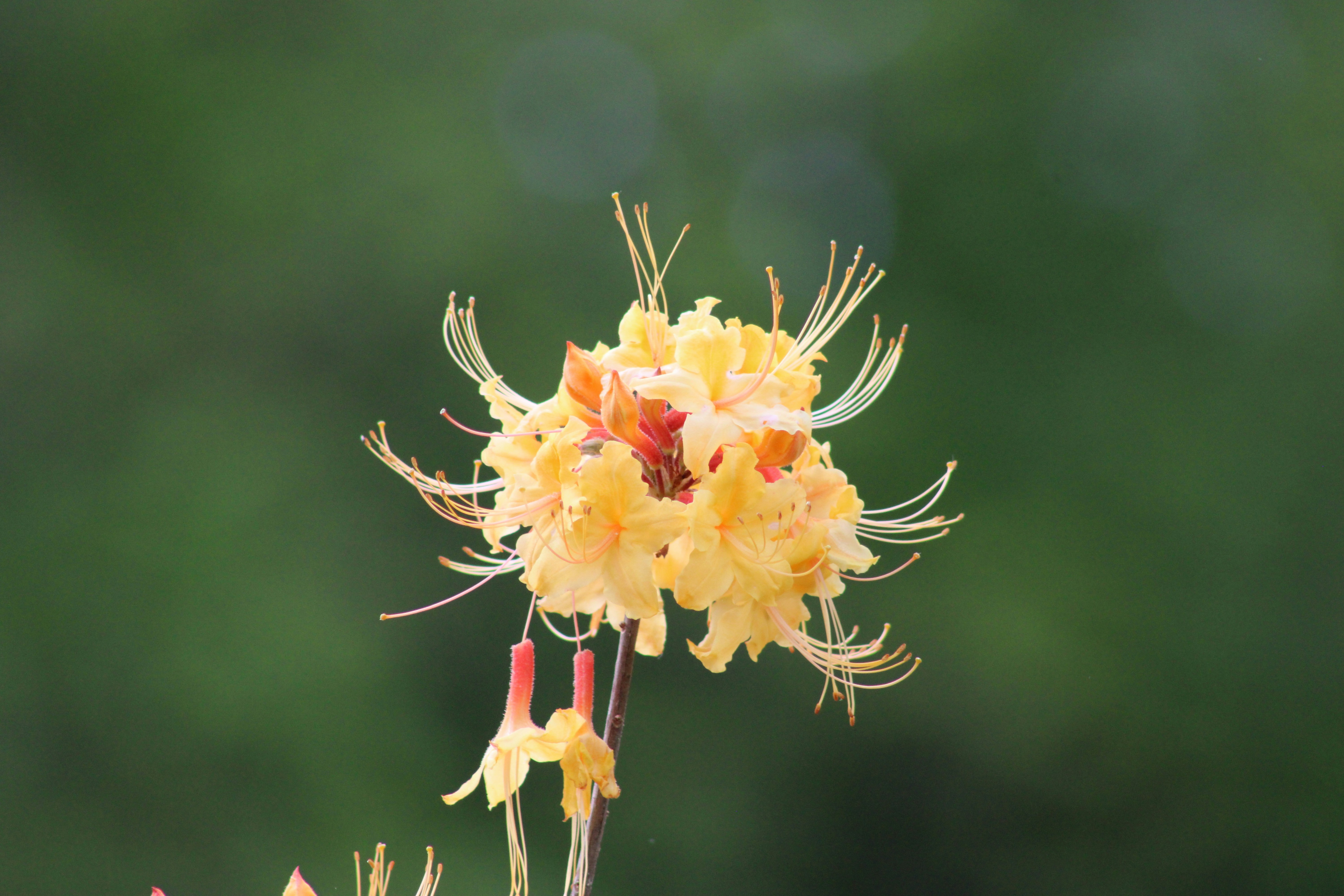 Sunny Orchid Burst: A Close-Up of Delicate Yellow Blooms