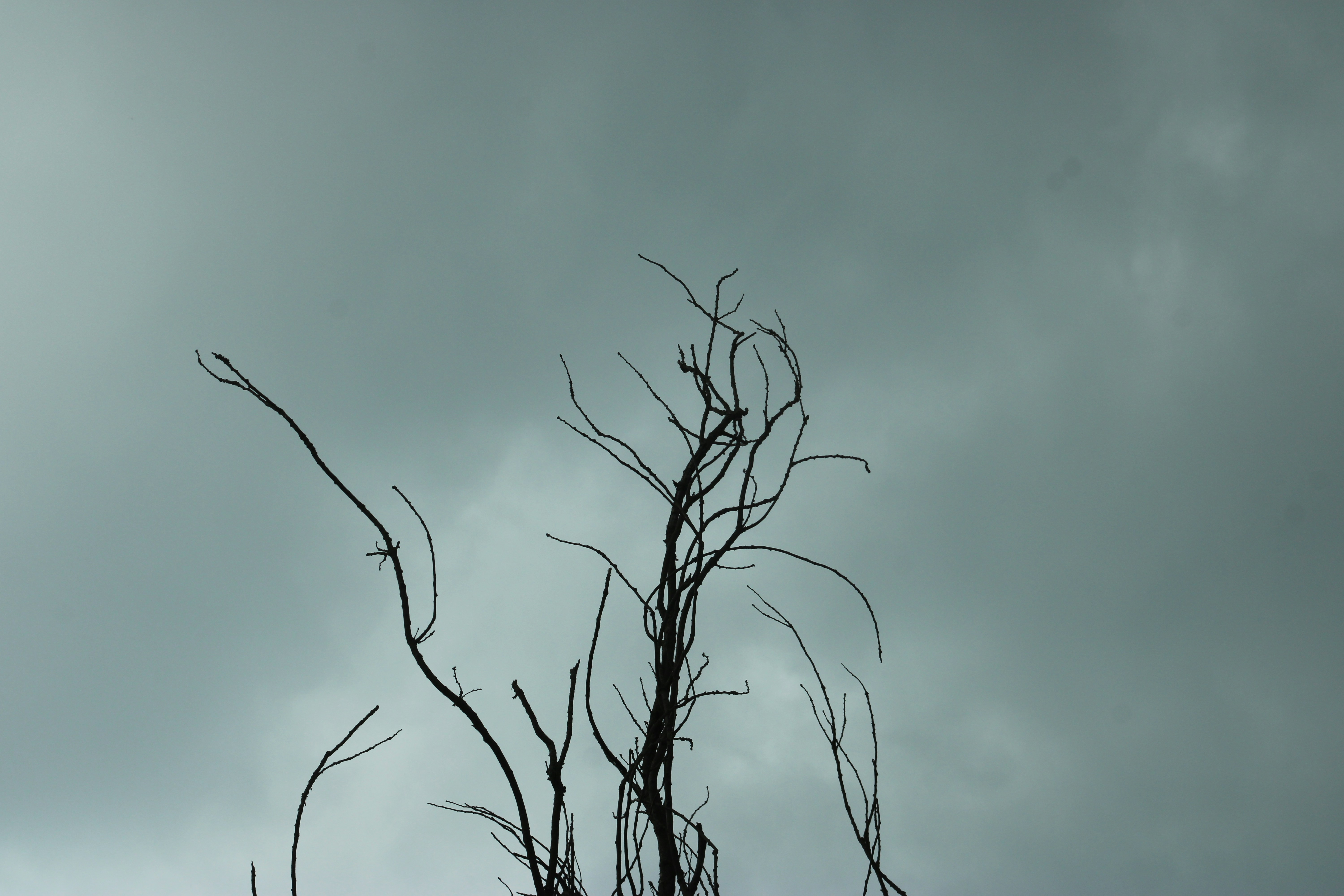 Dark, leafless branches rise against a moody, overcast sky, conveying barren resilience and austere minimalism.