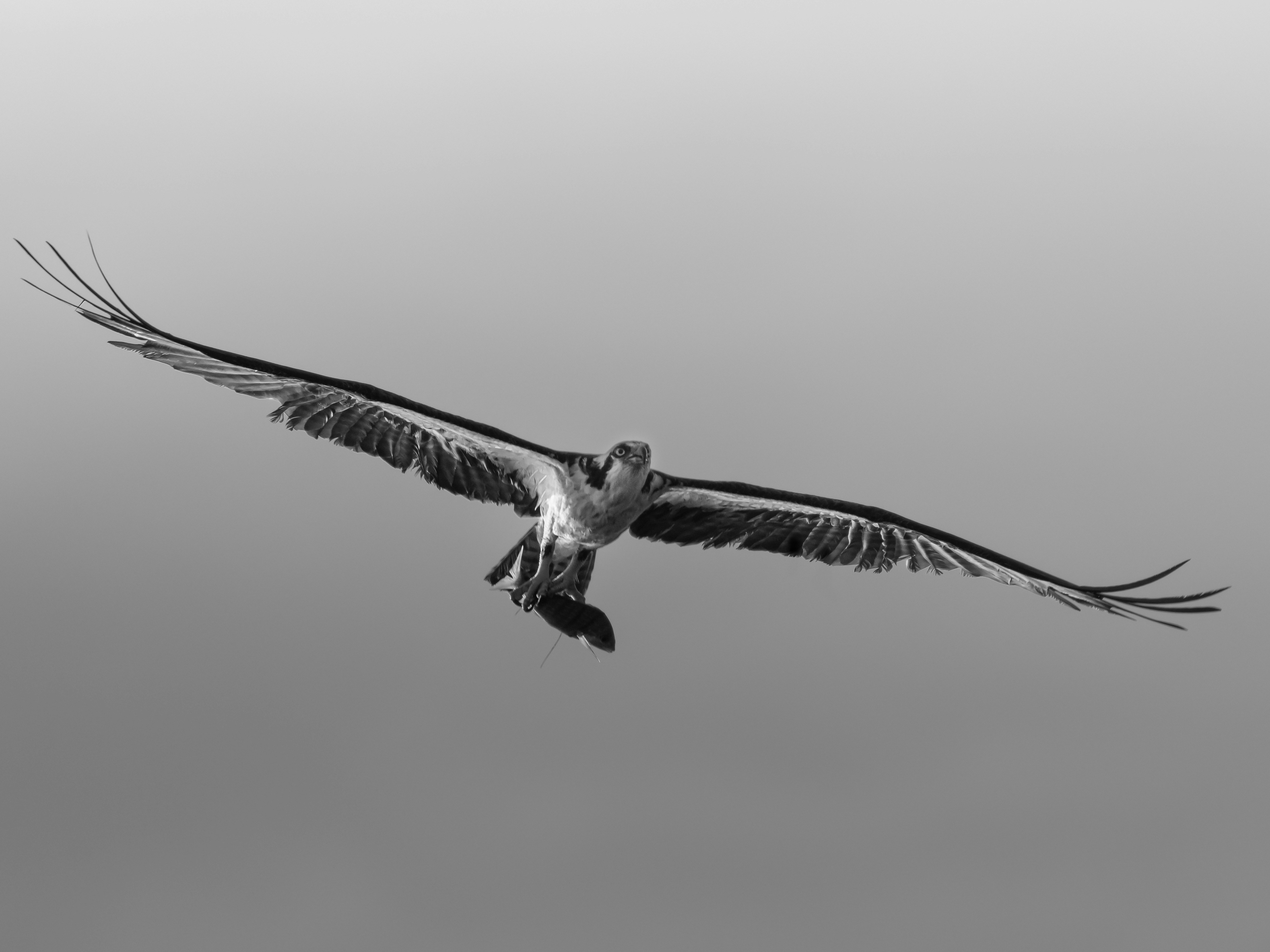 Midair Silhouette: Hawk in Transit