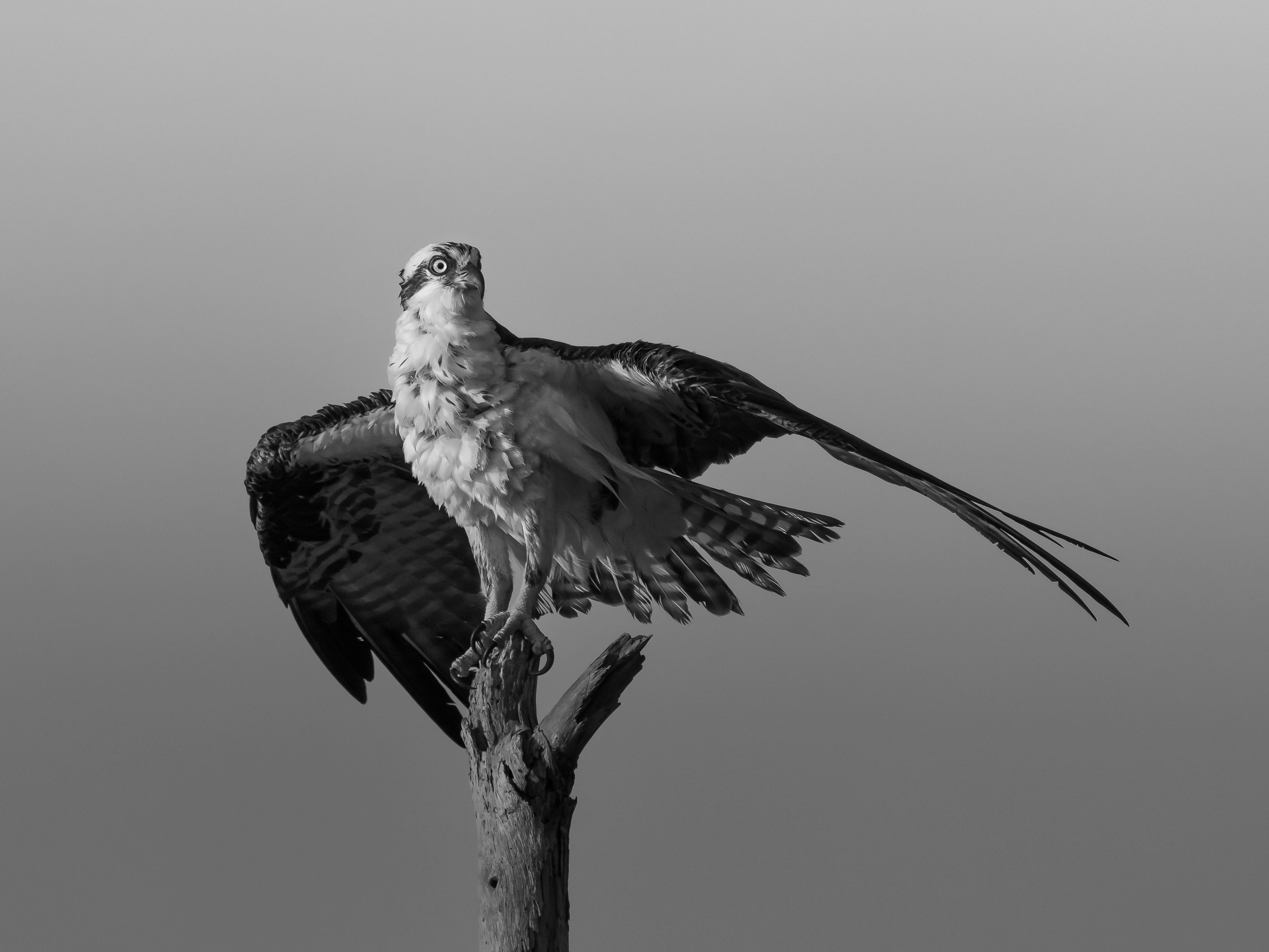 Raven-Shaped Silhouette: The Eagle on a Gnarled Post