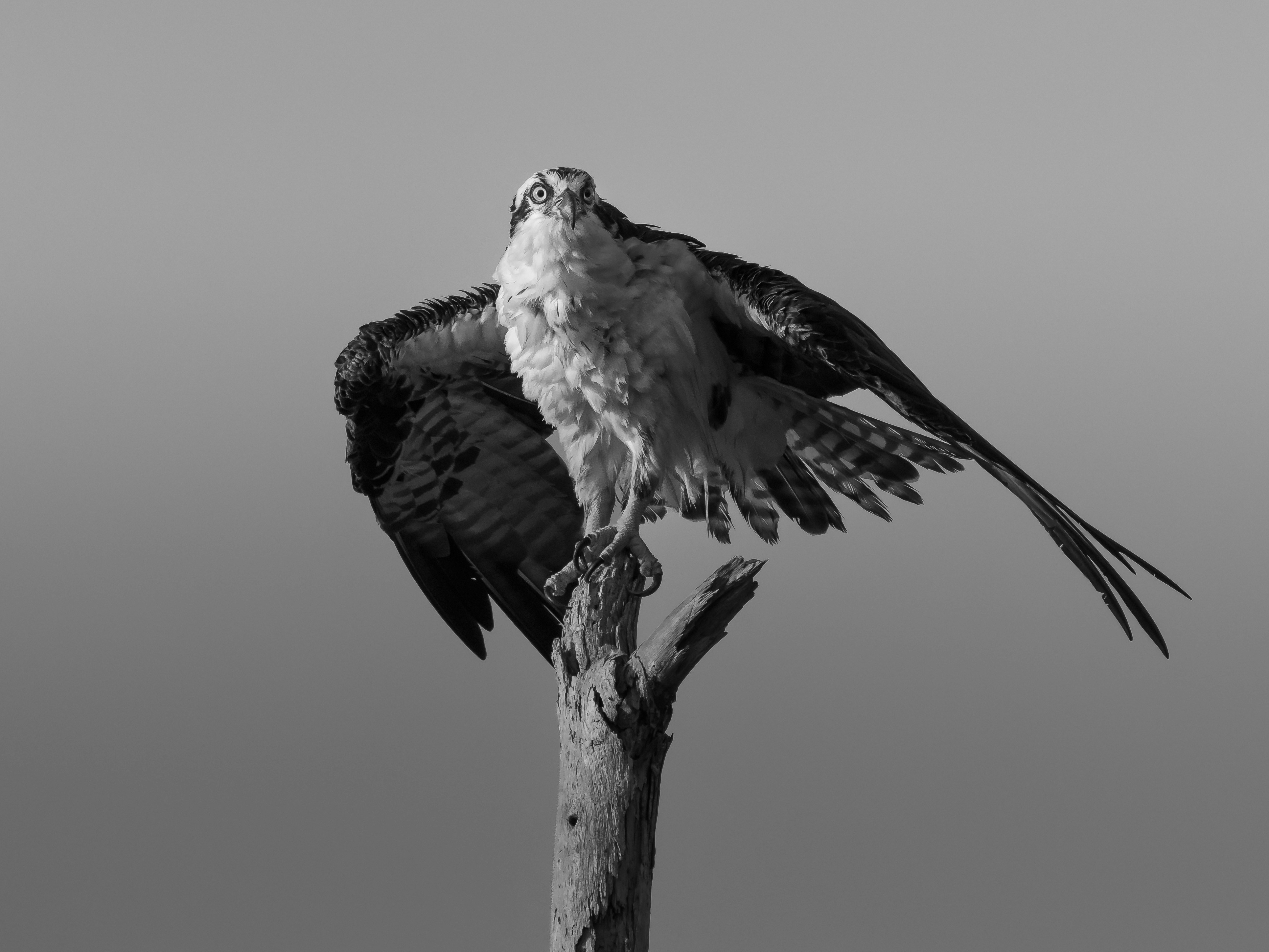 Sparrowhawk Rising: A Stilled Moment on a Weathered Post