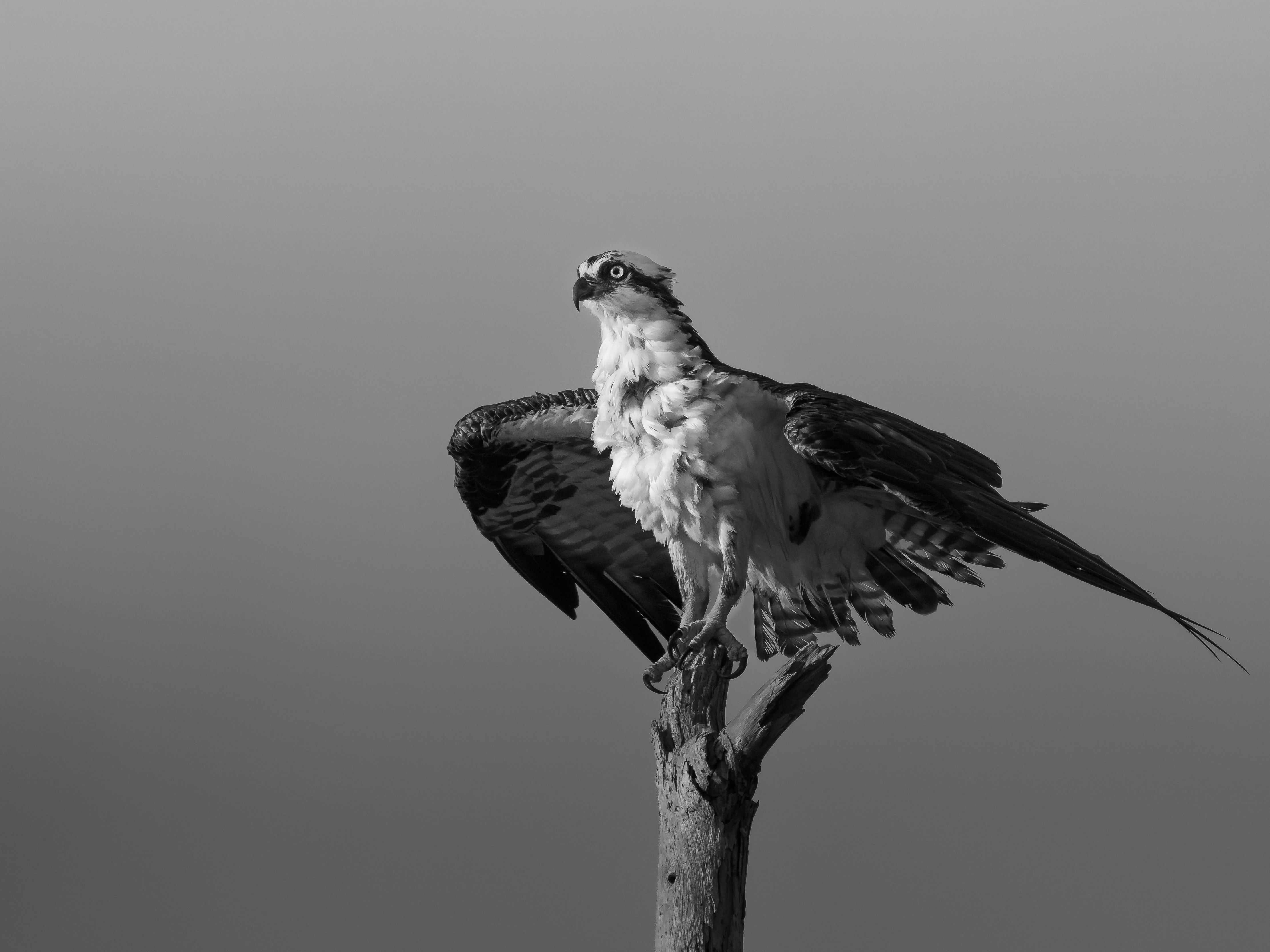 Raptor Perched: A Lone Hawk in Monochrome Silence