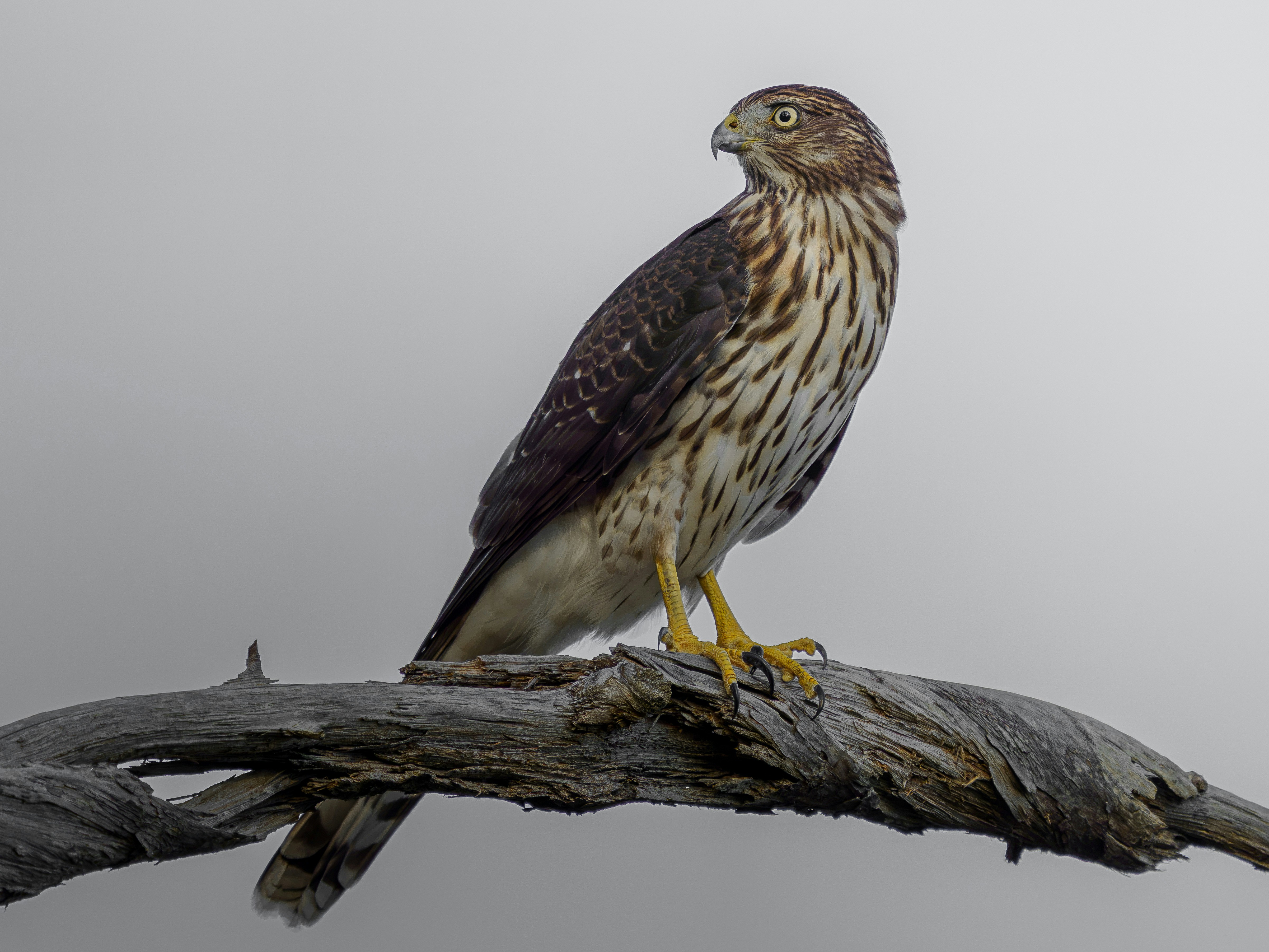 Sturdy Hunter perches on weathered driftwood