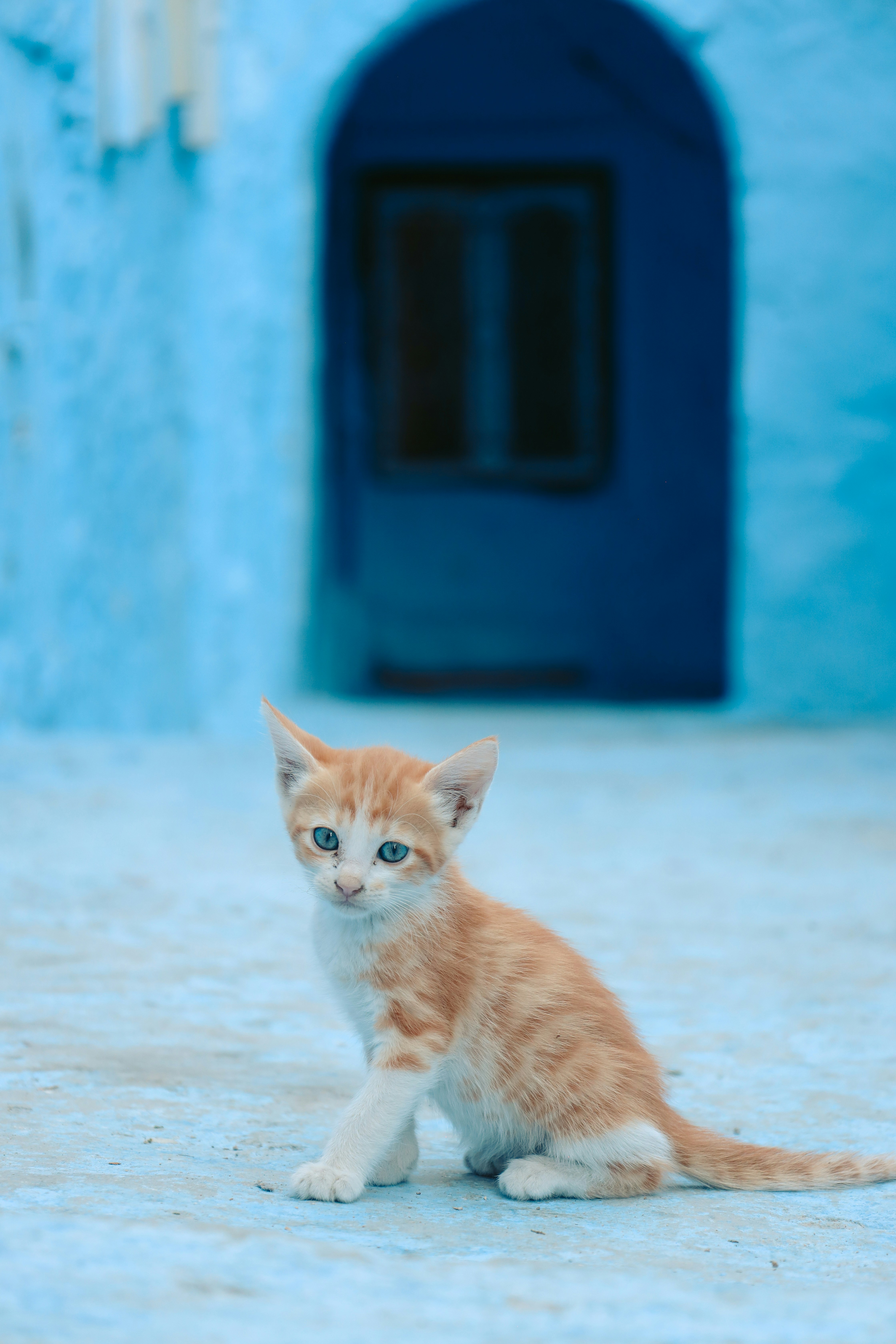 Curious Orange Kitten Against a Blue Archway