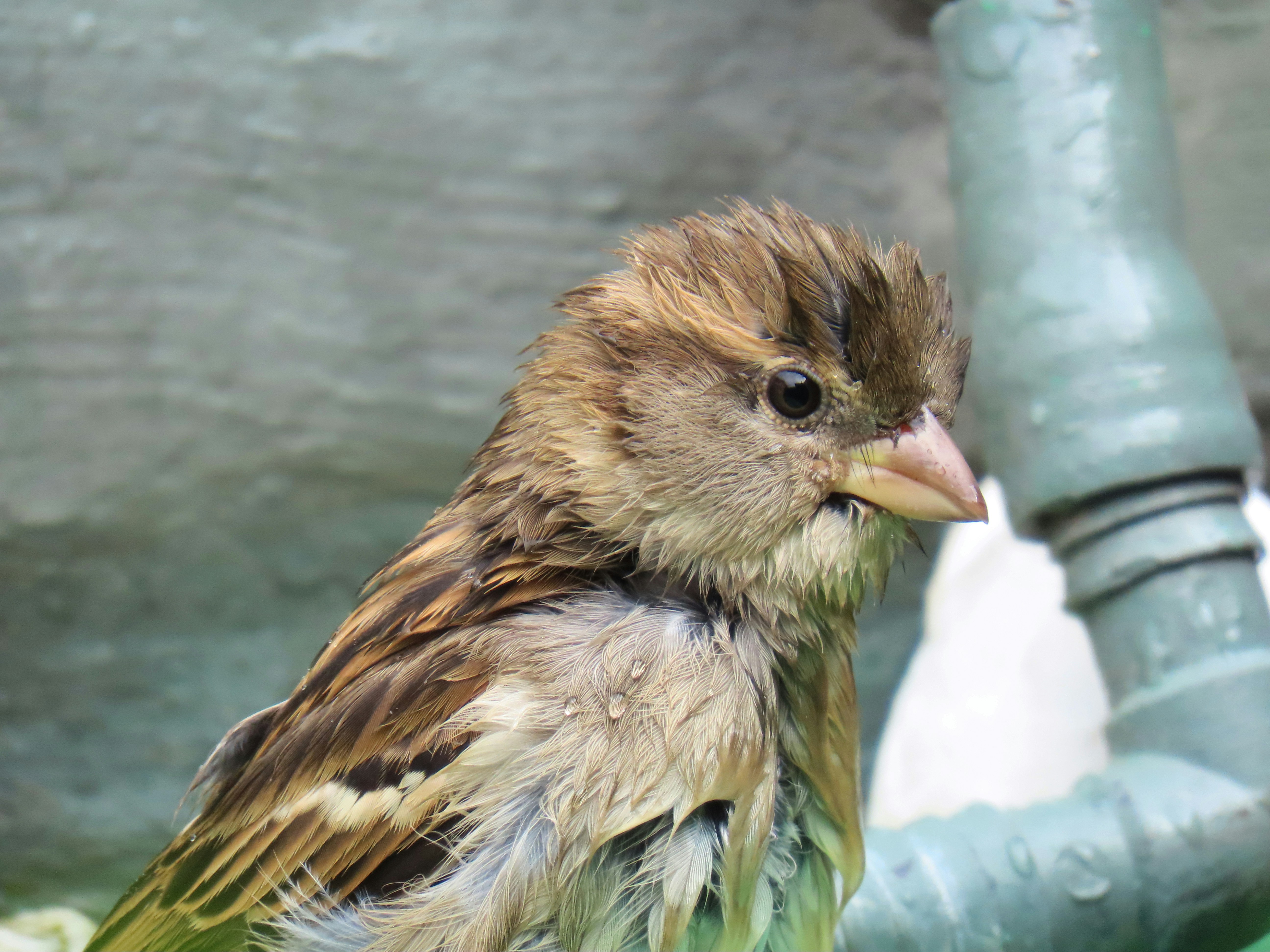 Close-up of a young sparrow perched at the edge of a metal gutter