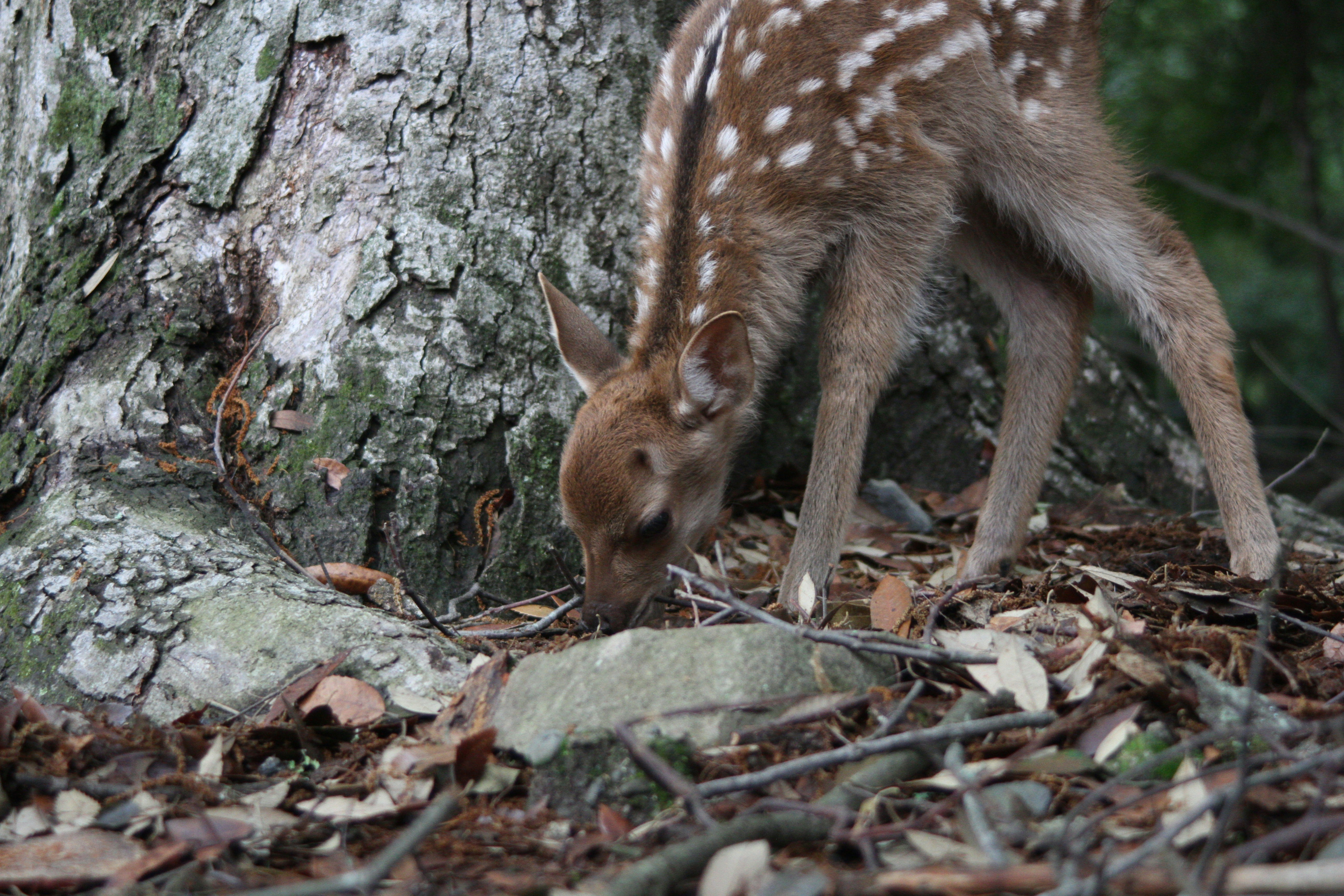 A Young Deer Foraging at the Forest Floor