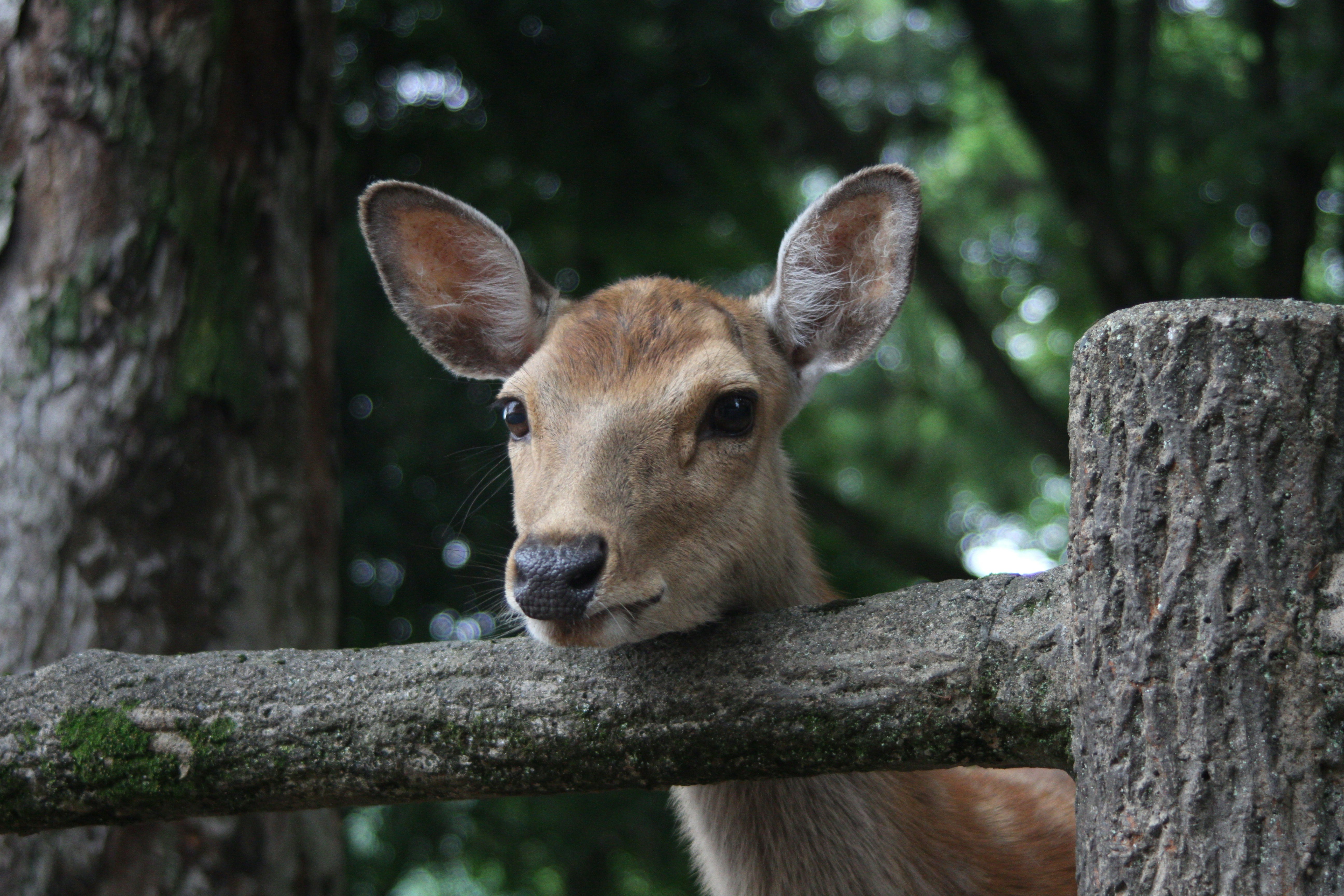 Curious deer peeks over a weathered rail in dappled woodland