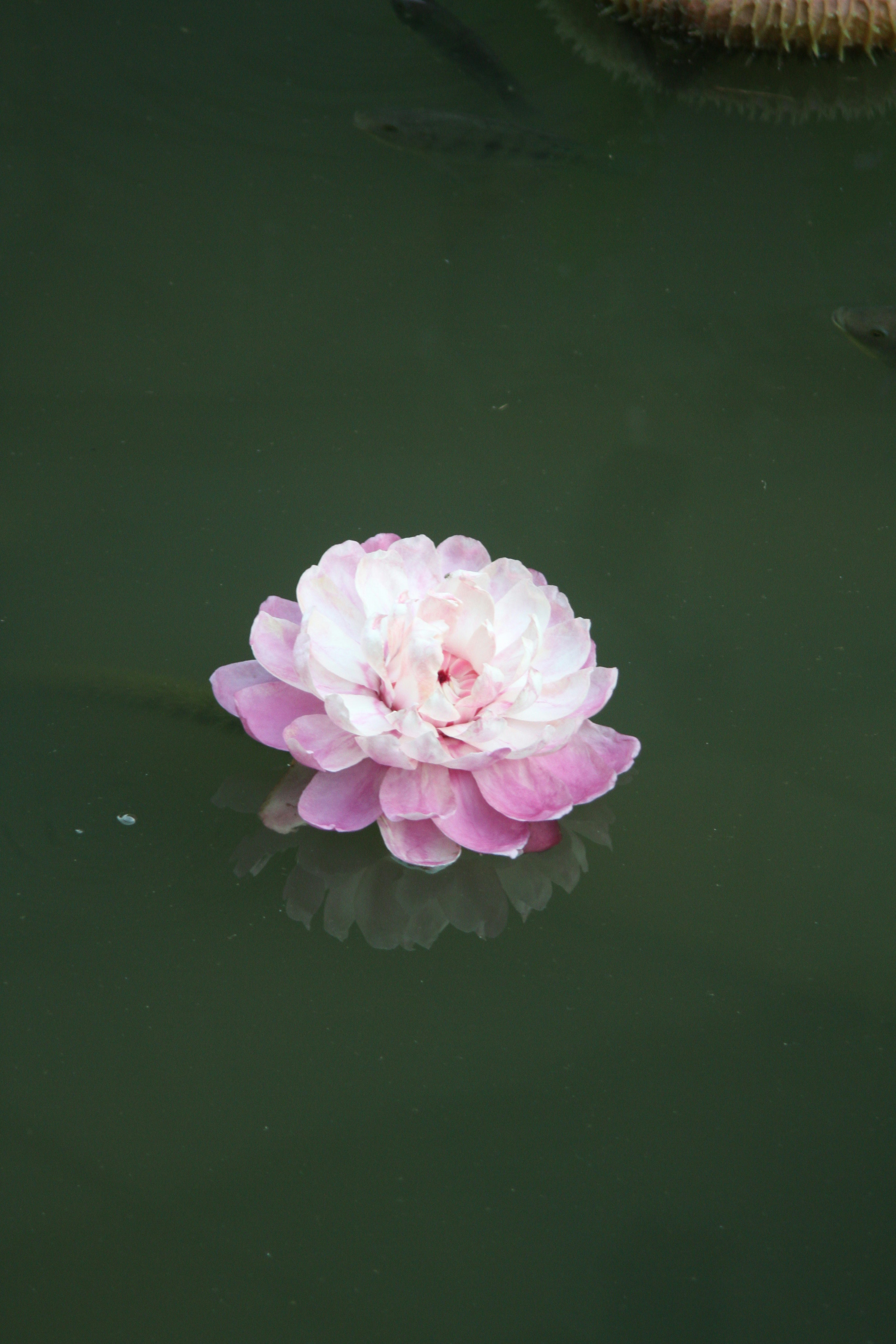 Floating Pink Bloom: A Quiet Moment on Dark Water