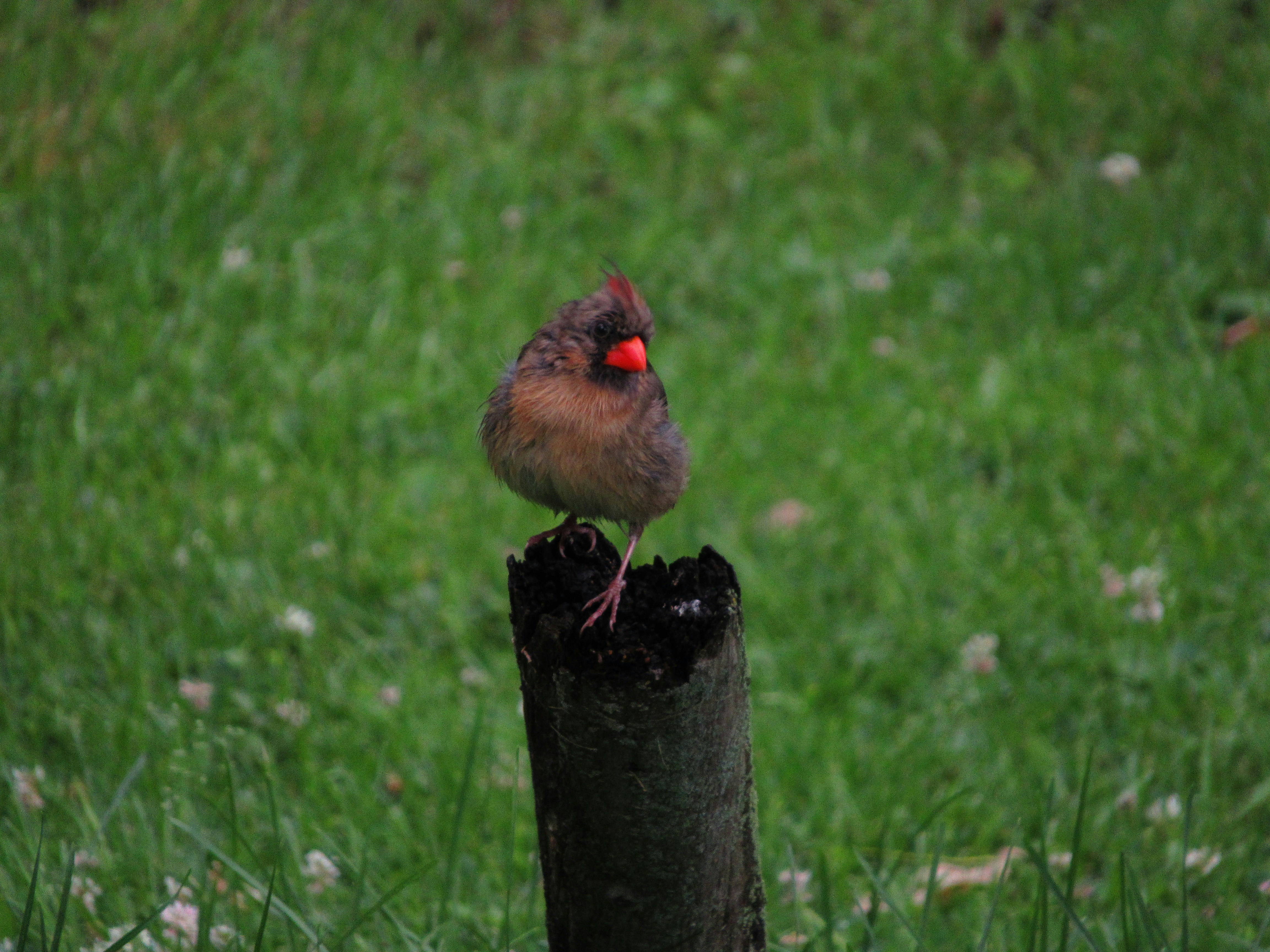 Tiny Songbird Perched on a Weathered Post
