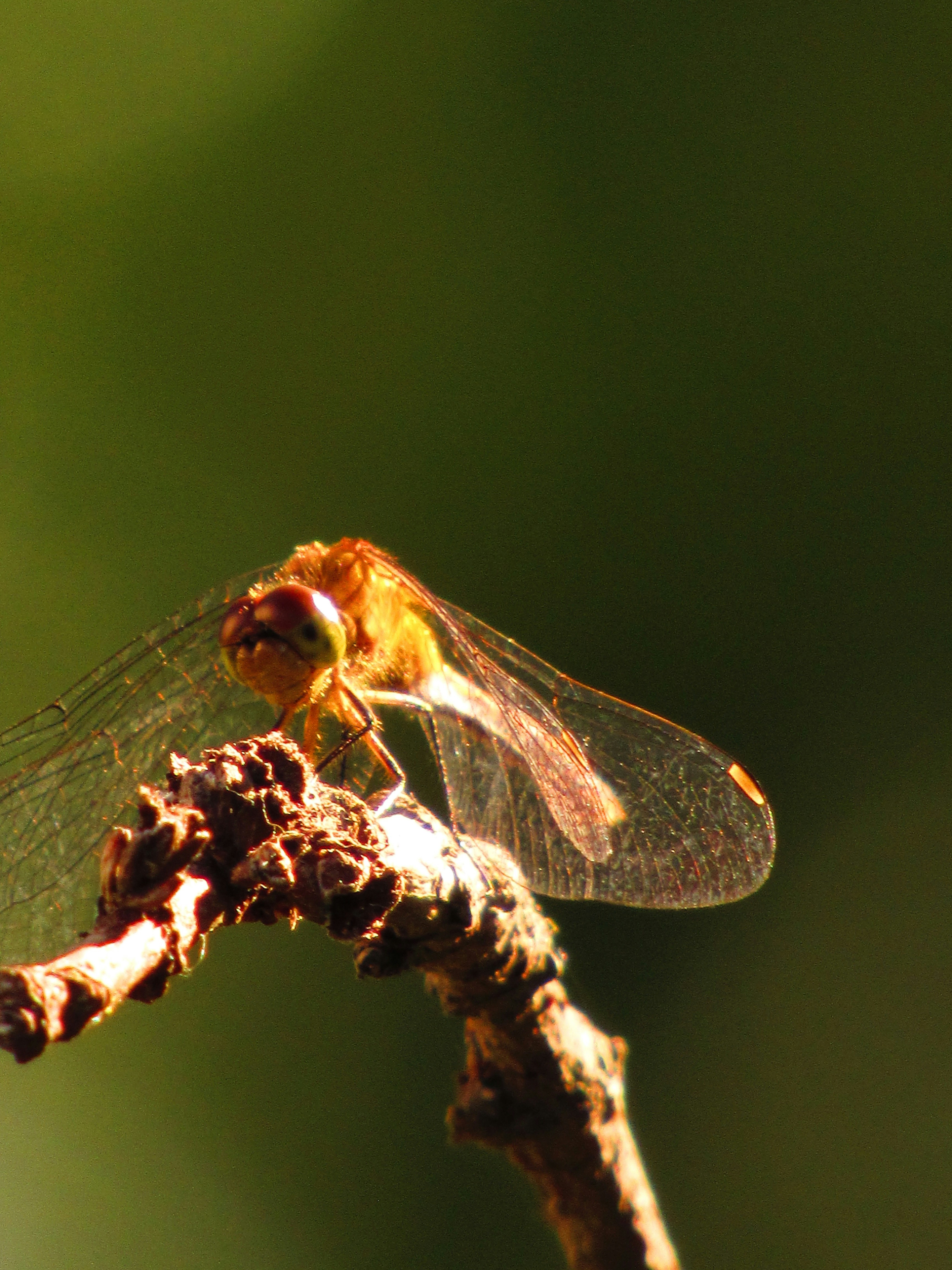 Dragonfly on a Dried Twig: a close-up of delicate wings and warm amber head