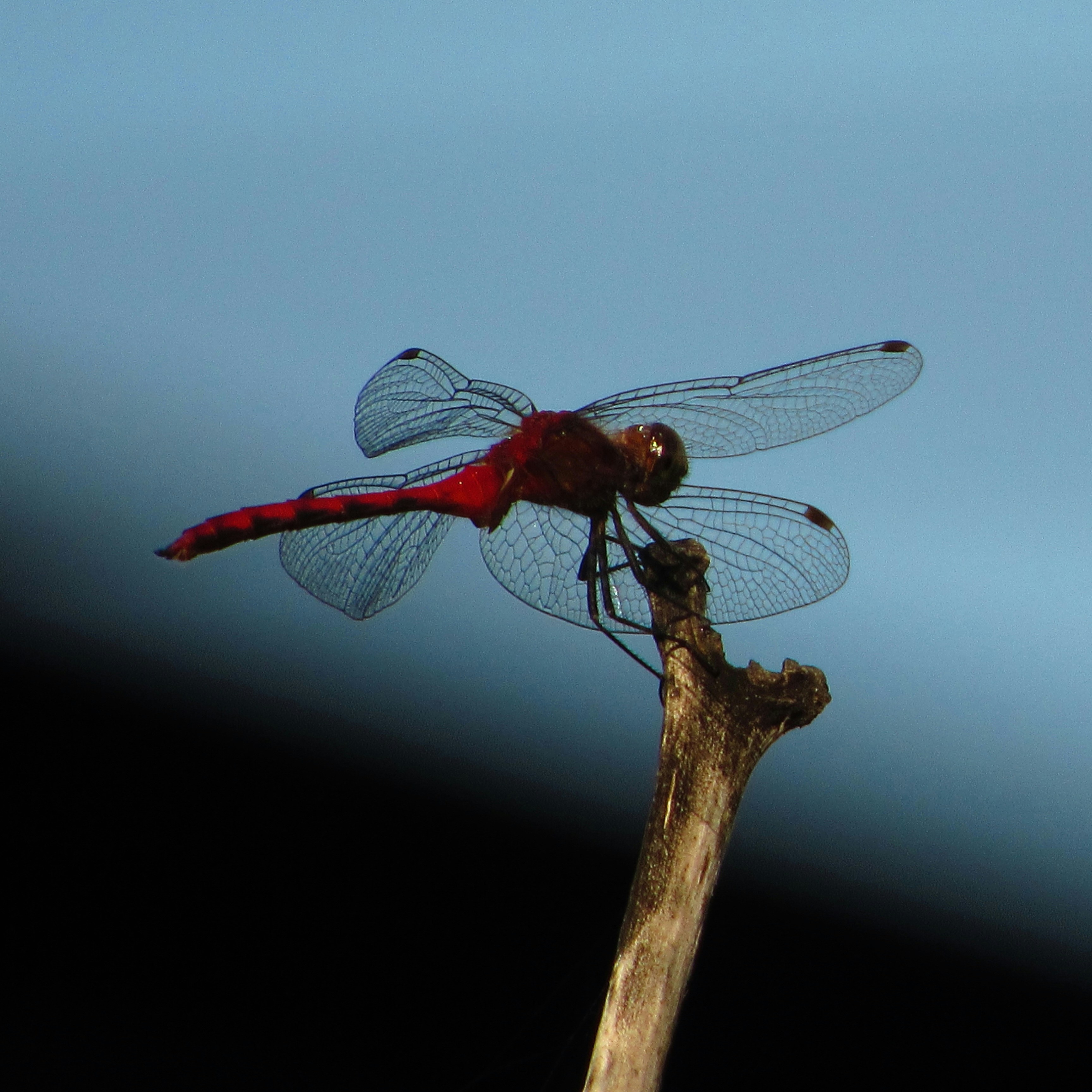 Red Dragonfly Perched on a Split Twig Under a Soft Horizon