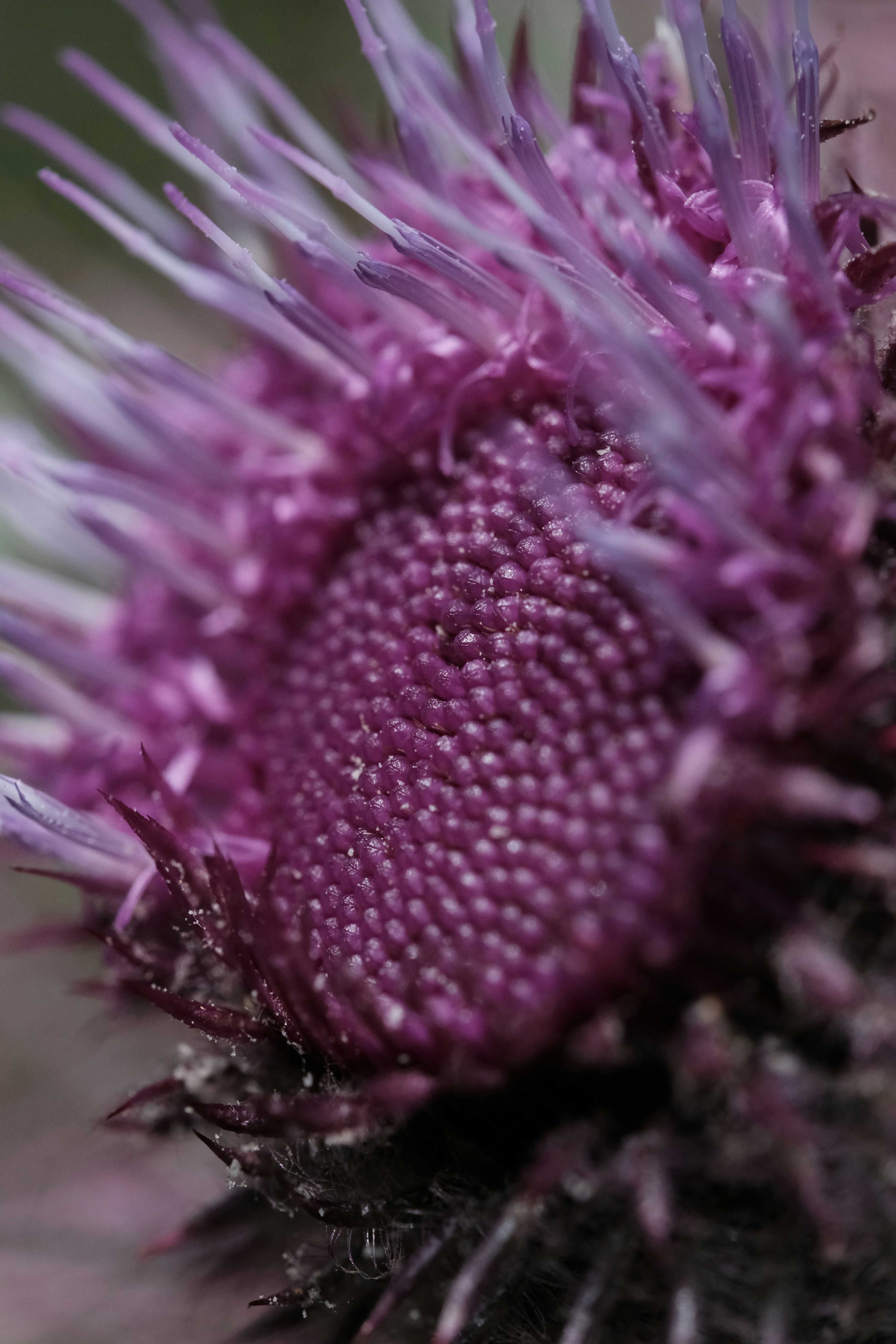 Close-up of a Lipid-rich Purple Seed Head: Textured Core in Bloom