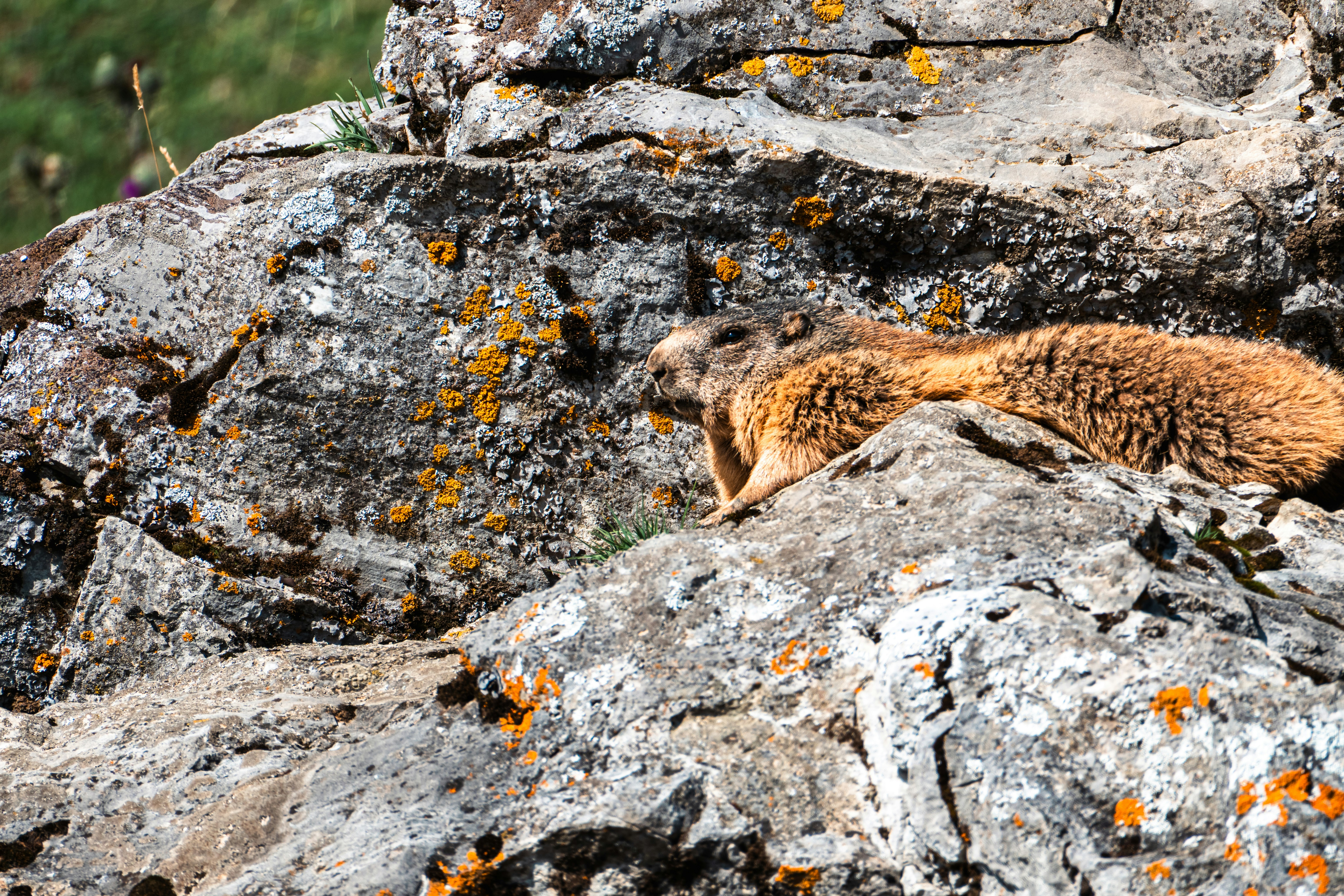 Fox Sliding Through a Lichened Rock Corridor