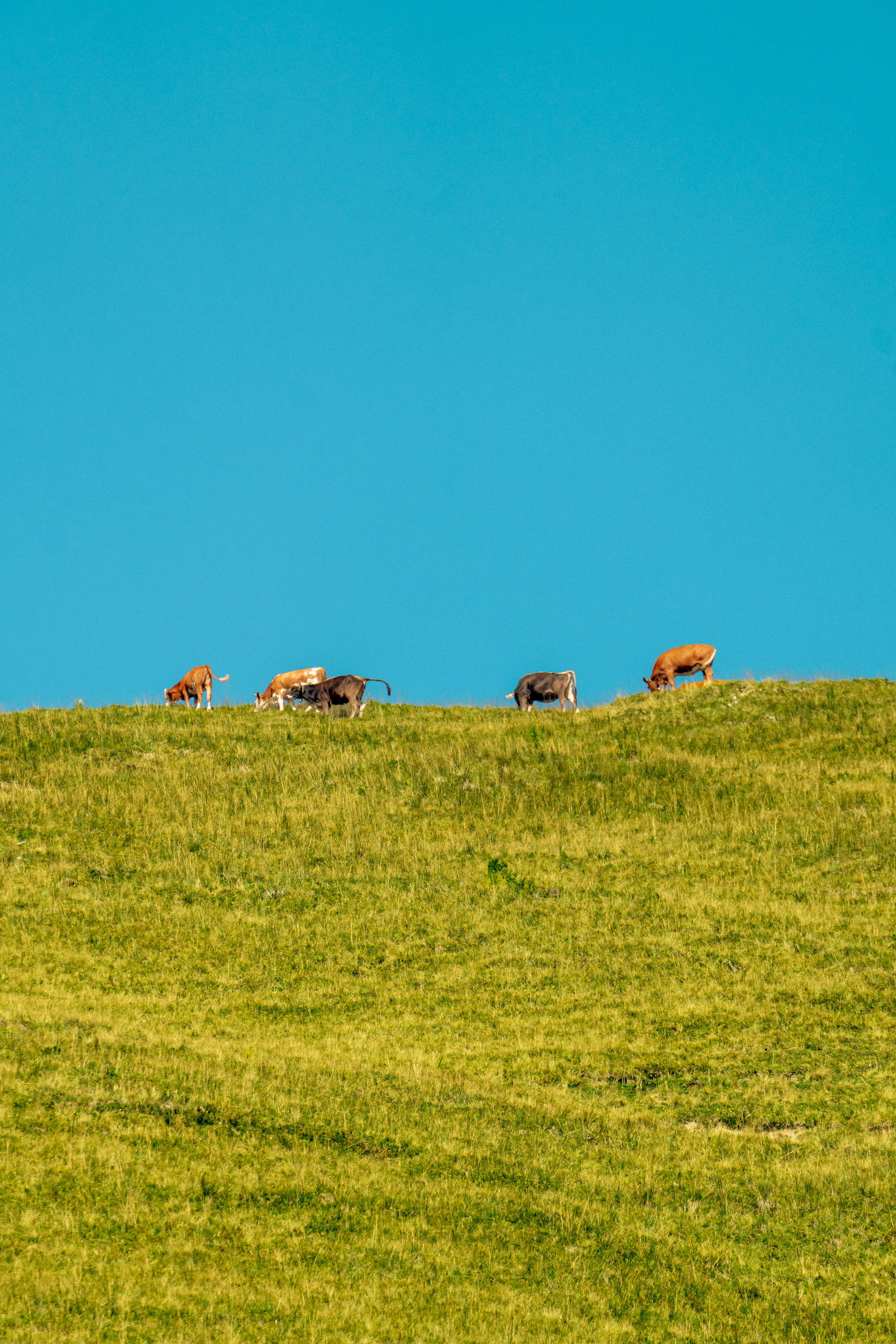 Grazing on the Crest: A Band of Bovines on a Bright Hill