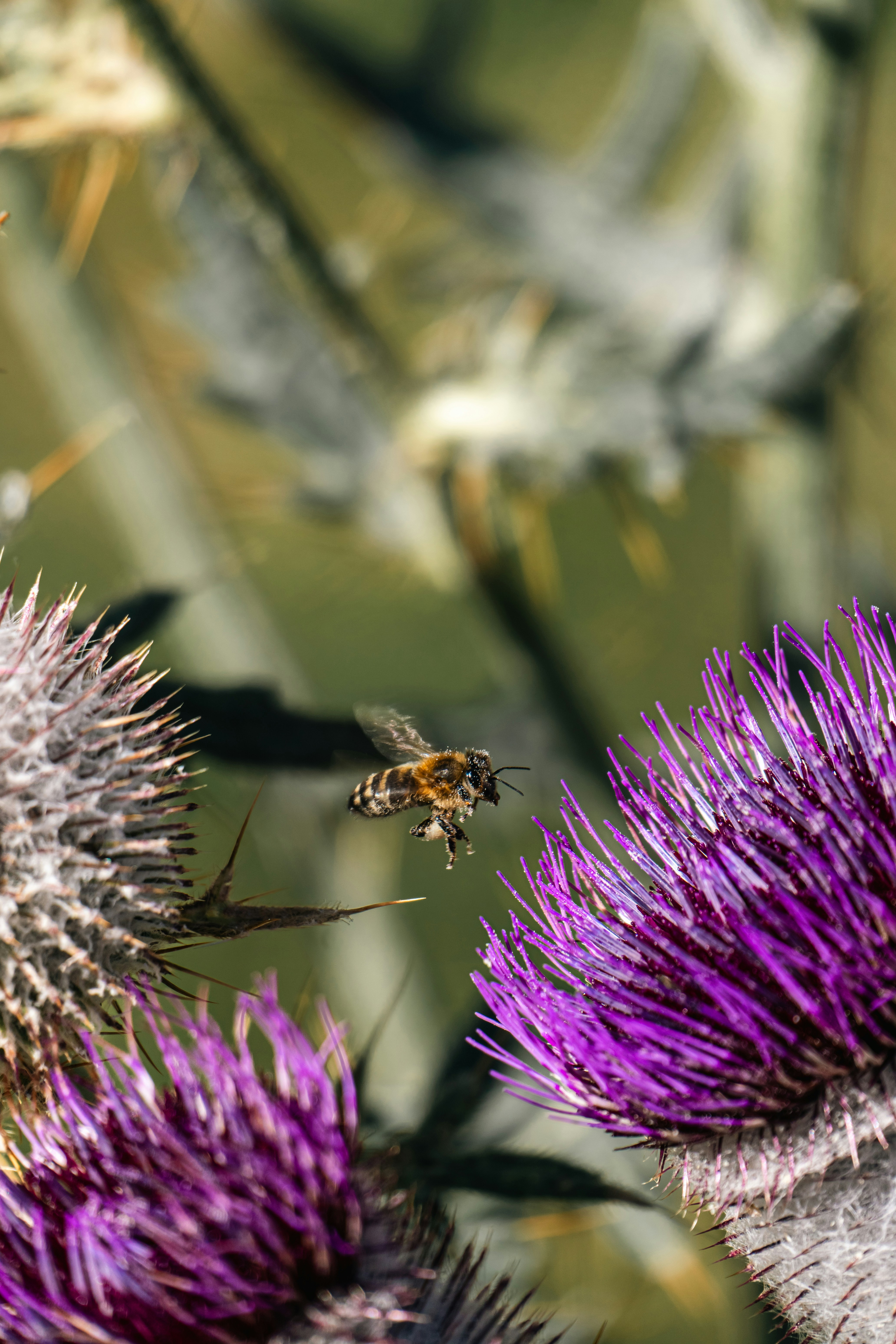 Flight Between Violet Spines: A Bee in Focus