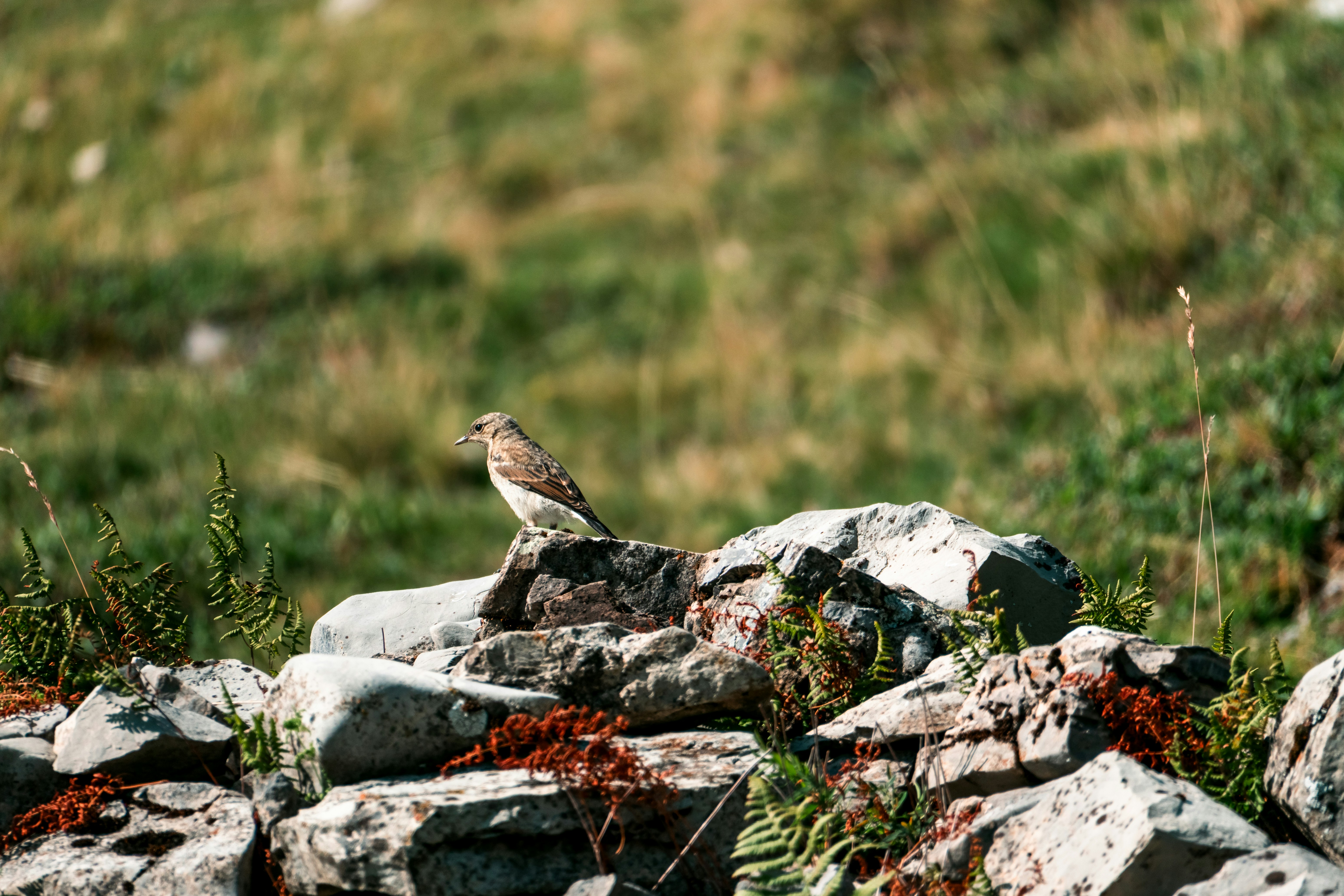 Lone Rock Lark: A Song perched on Stone