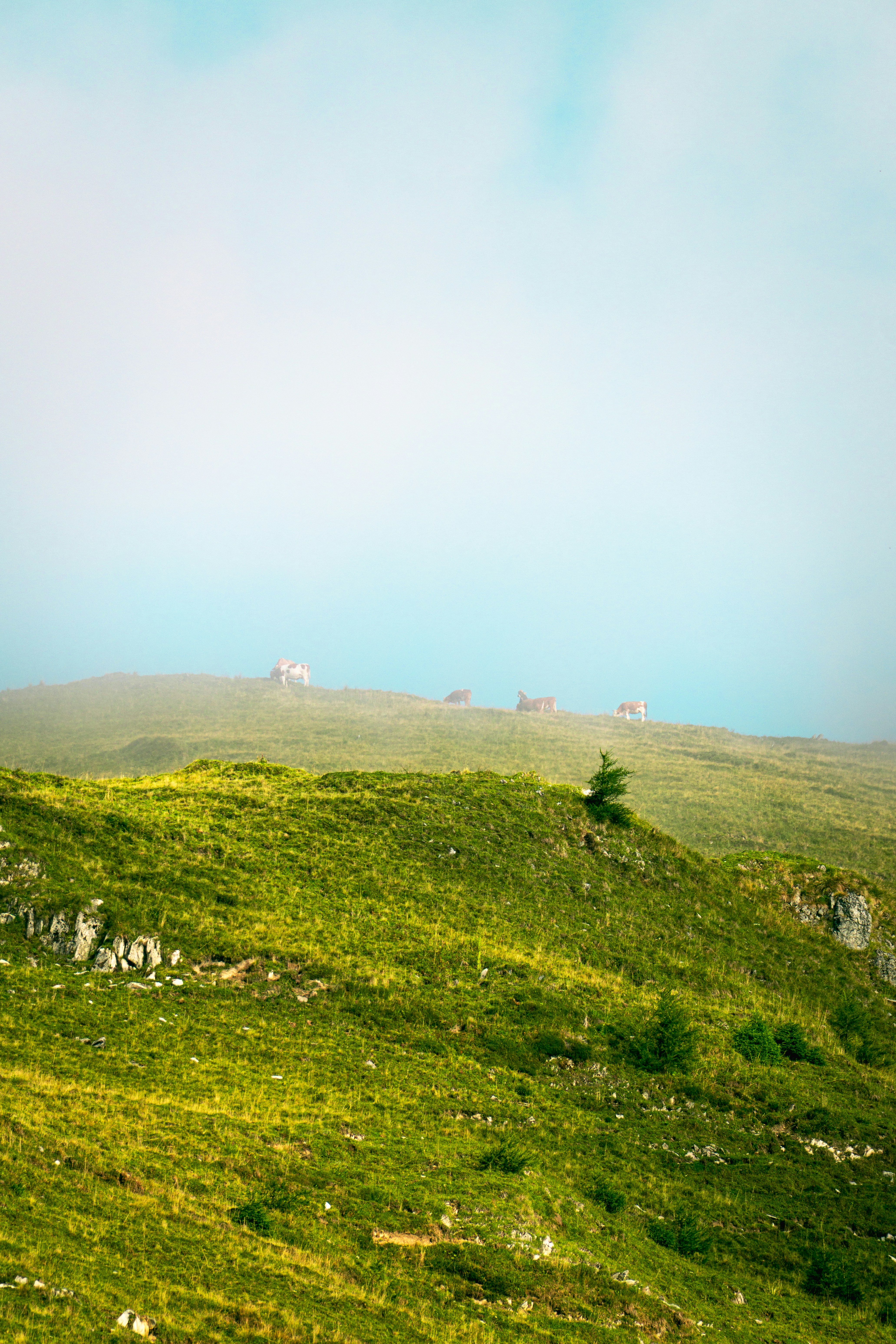 Pasture Ridge: Cows at the Horizon