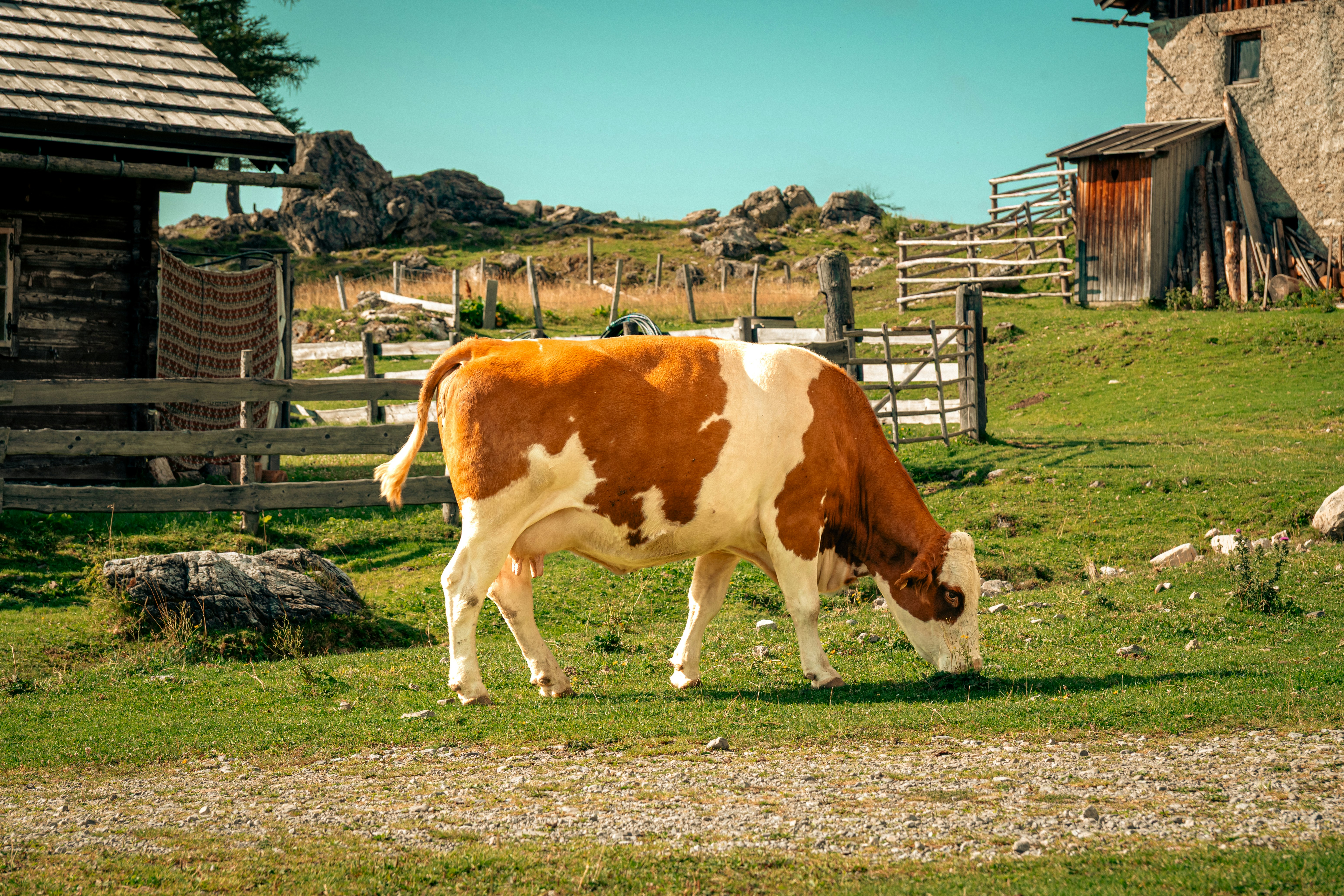 Pasture Sentinel: A Brown-and-White Cow Grazes under a bright rural sky