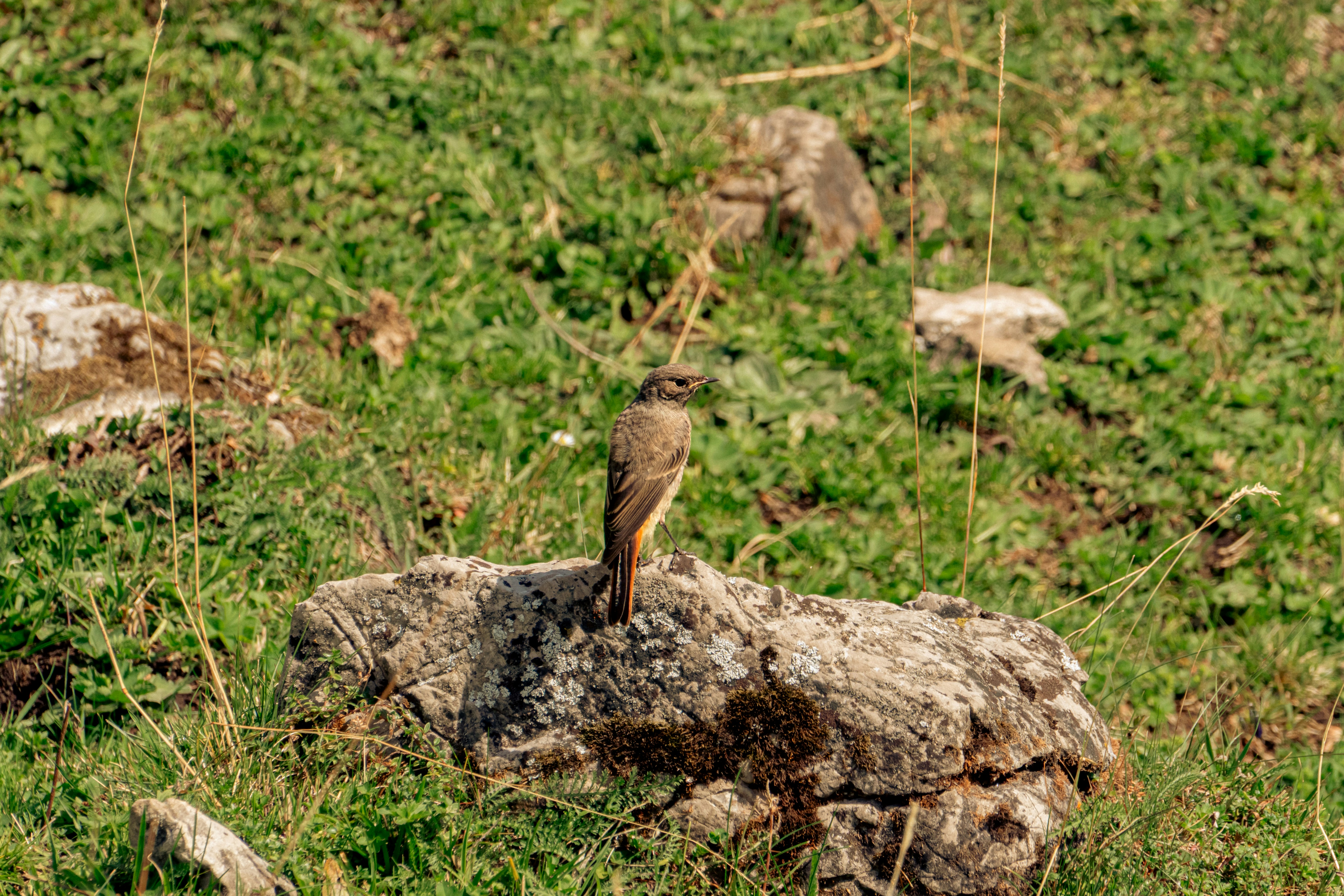 Stone-Perched Wren: Quiet Sentinel of the Meadow
