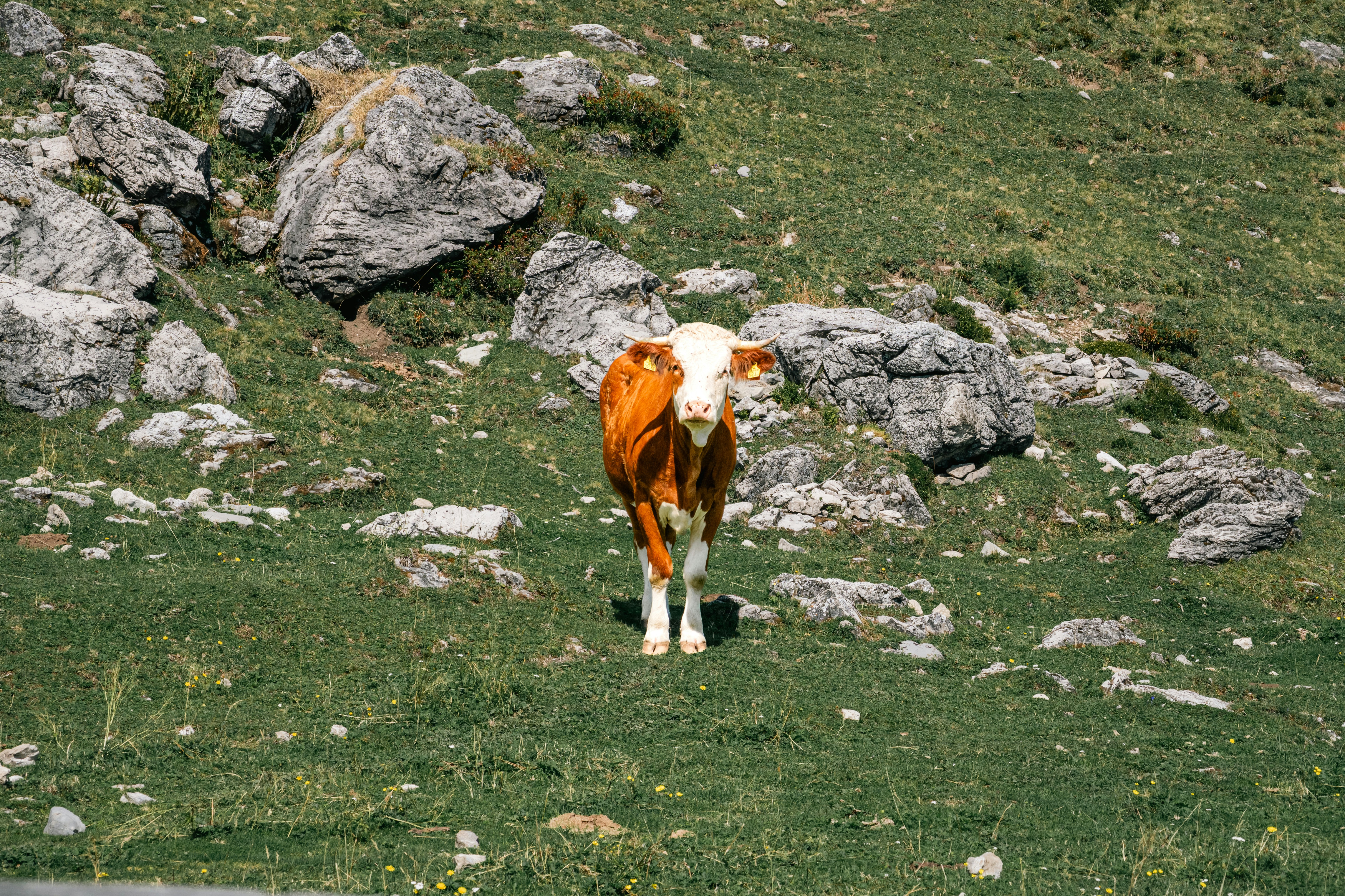 The Highland Watcher: A Lone Cow Stands Guard in Alpine Pasture