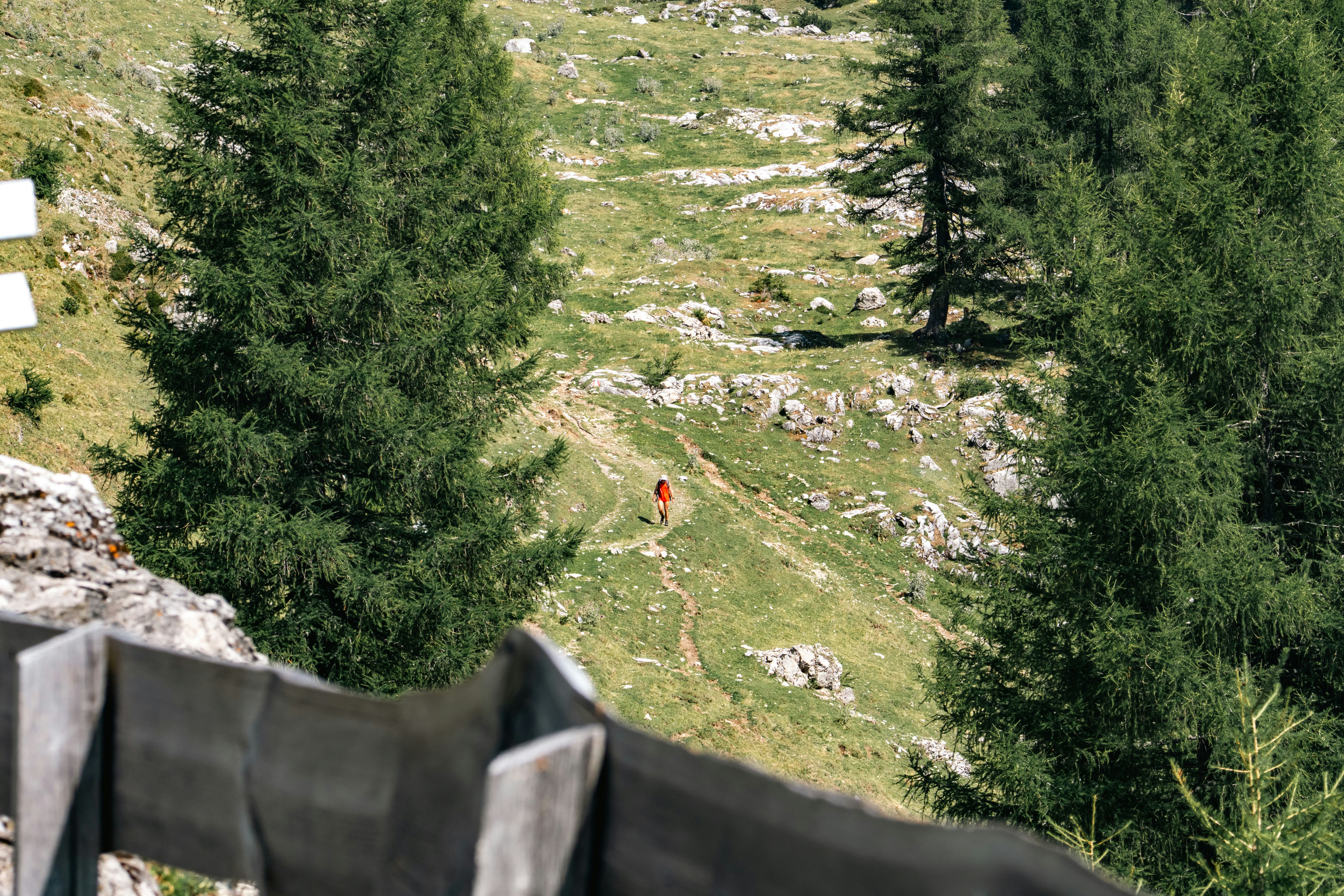 Red-sleeved hiker carving a narrow trail through alpine meadow