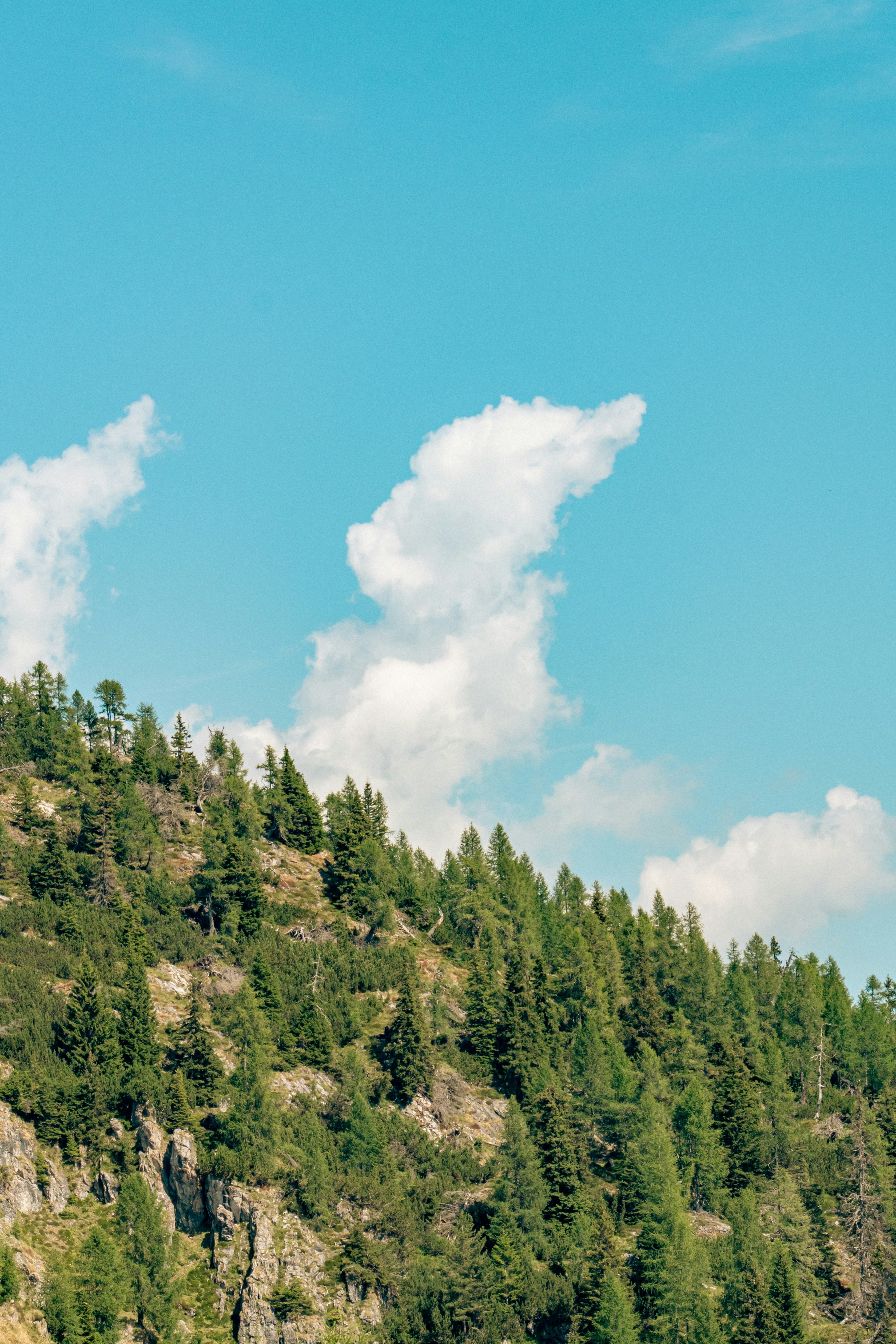 Skyward Pines: A Quiet Ridge Under a Bright Blue