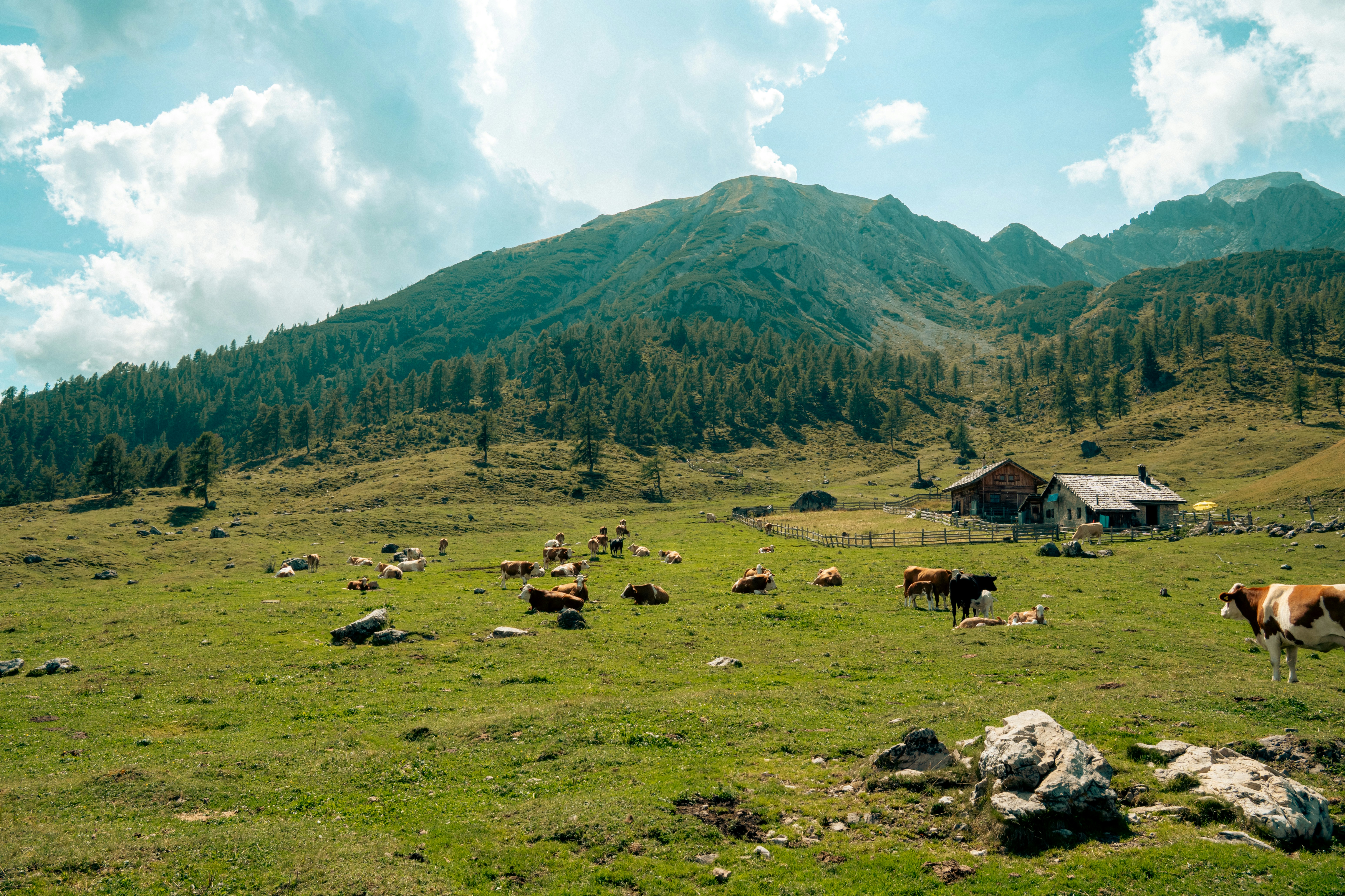 Cattle Pasture beneath a Quiet Mountain Range