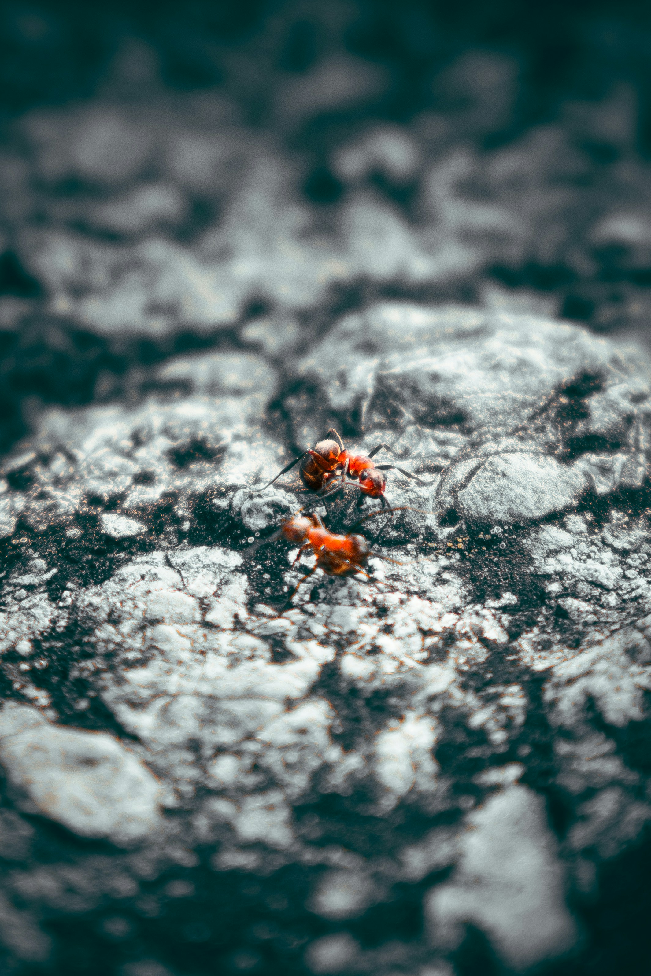 Two red ants crawl across cracked rock with cool teal highlights and sharp texture details.
