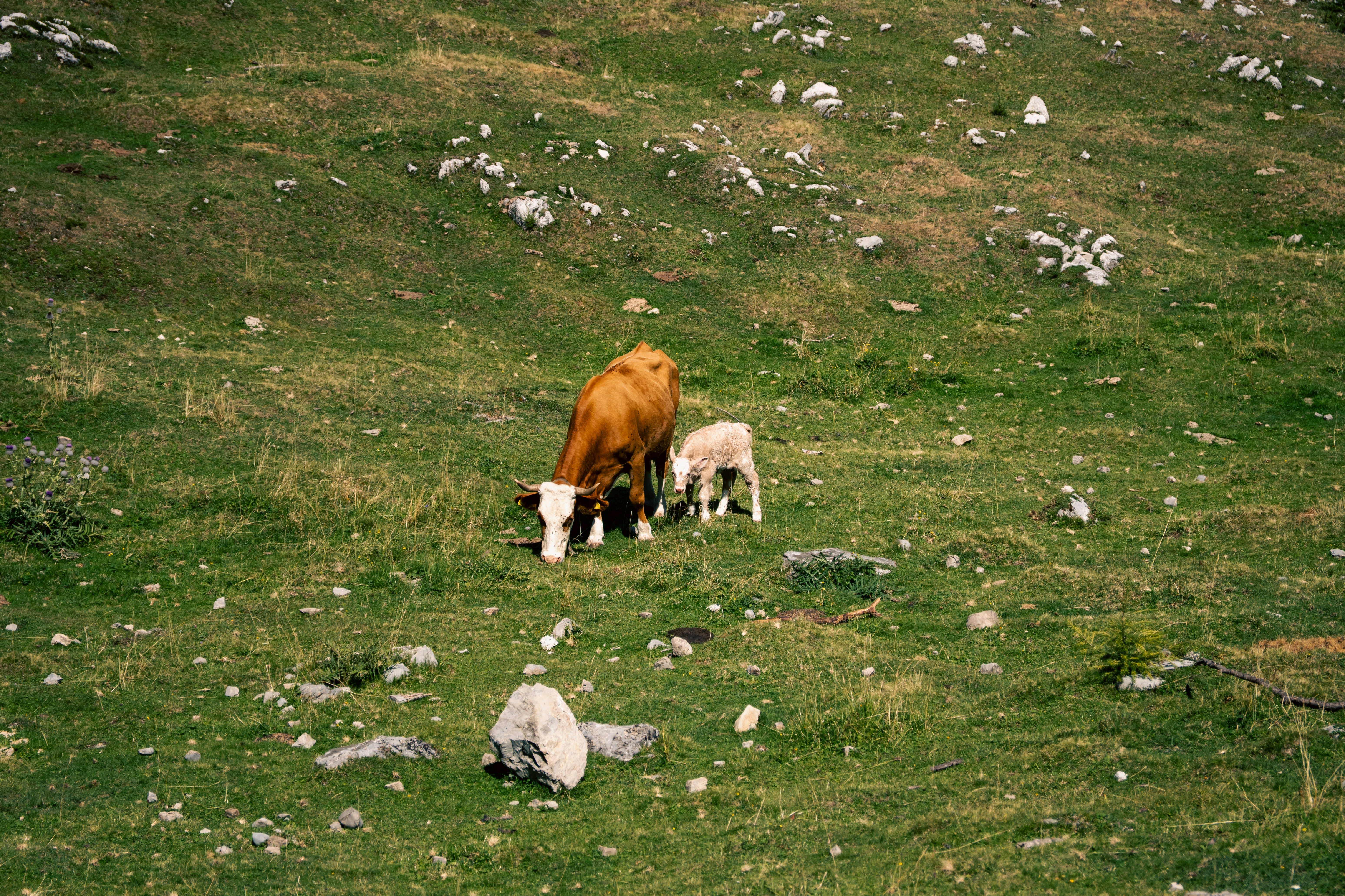 Grazing on a Quiet Slope
