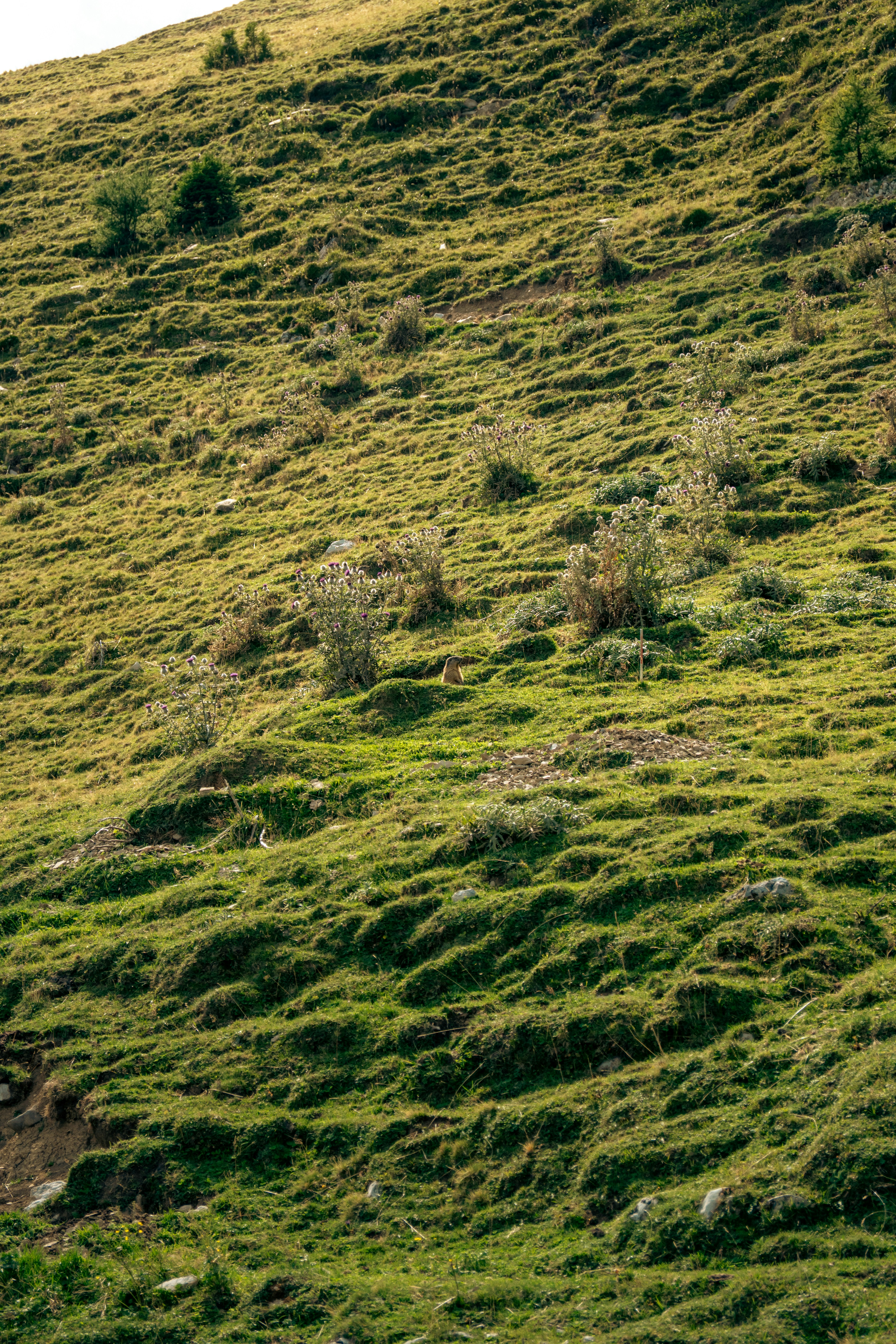 Sparse hillside tapestry: grasses, shrubs, and scattered blooms
