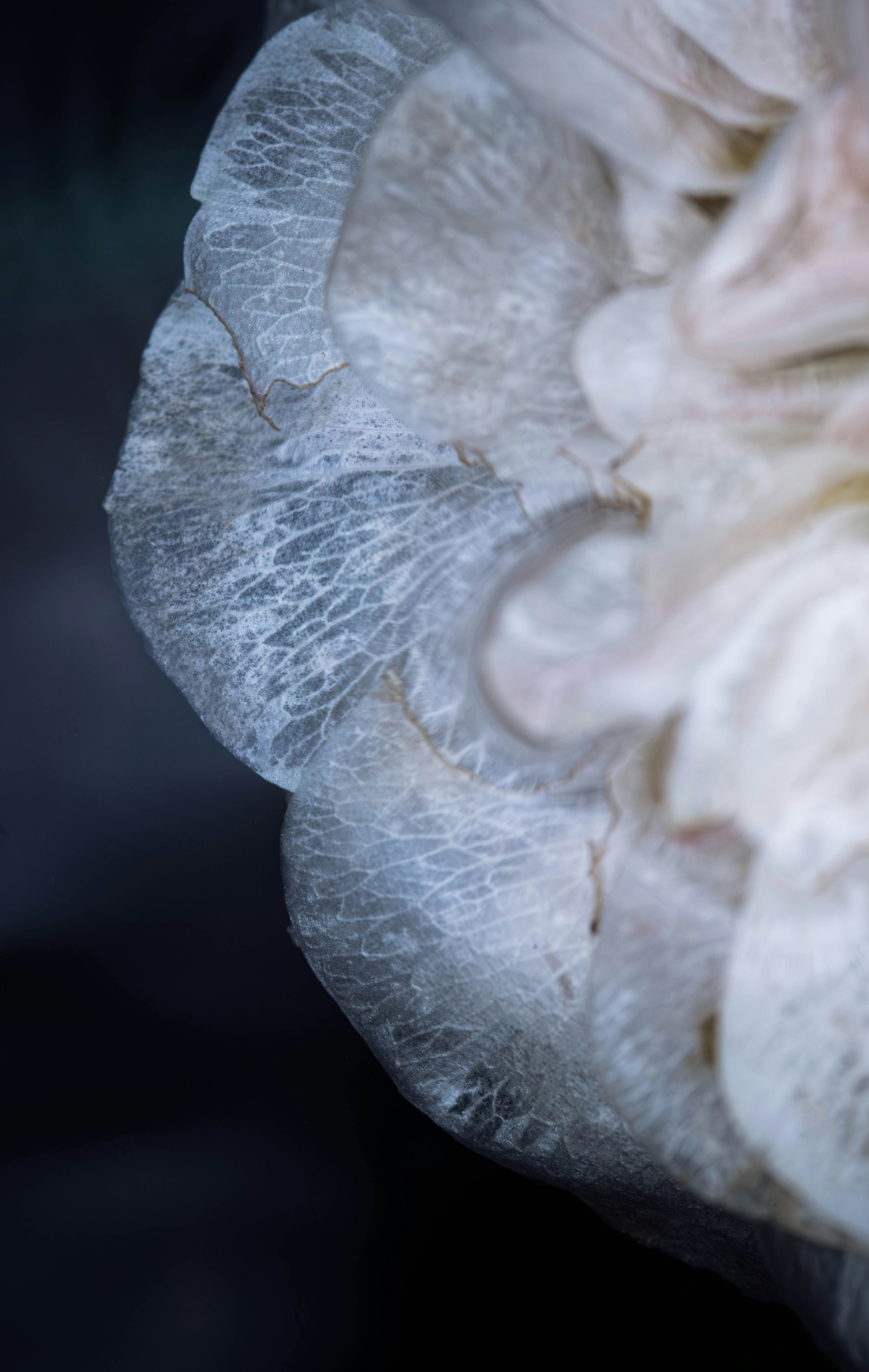 Frosted Petal Texture: a close-up of crystalline leaf veins and pale petals